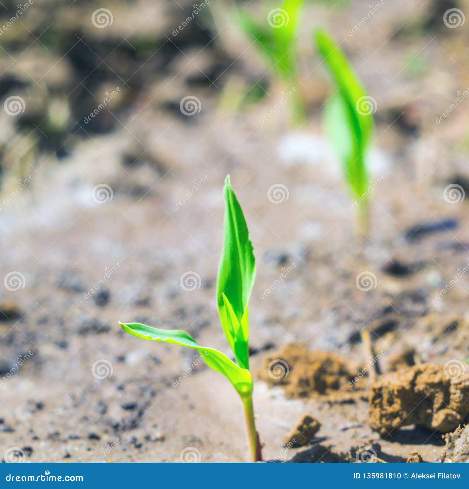 Corn sprouts field stock photo. Image of field, business - 135981810