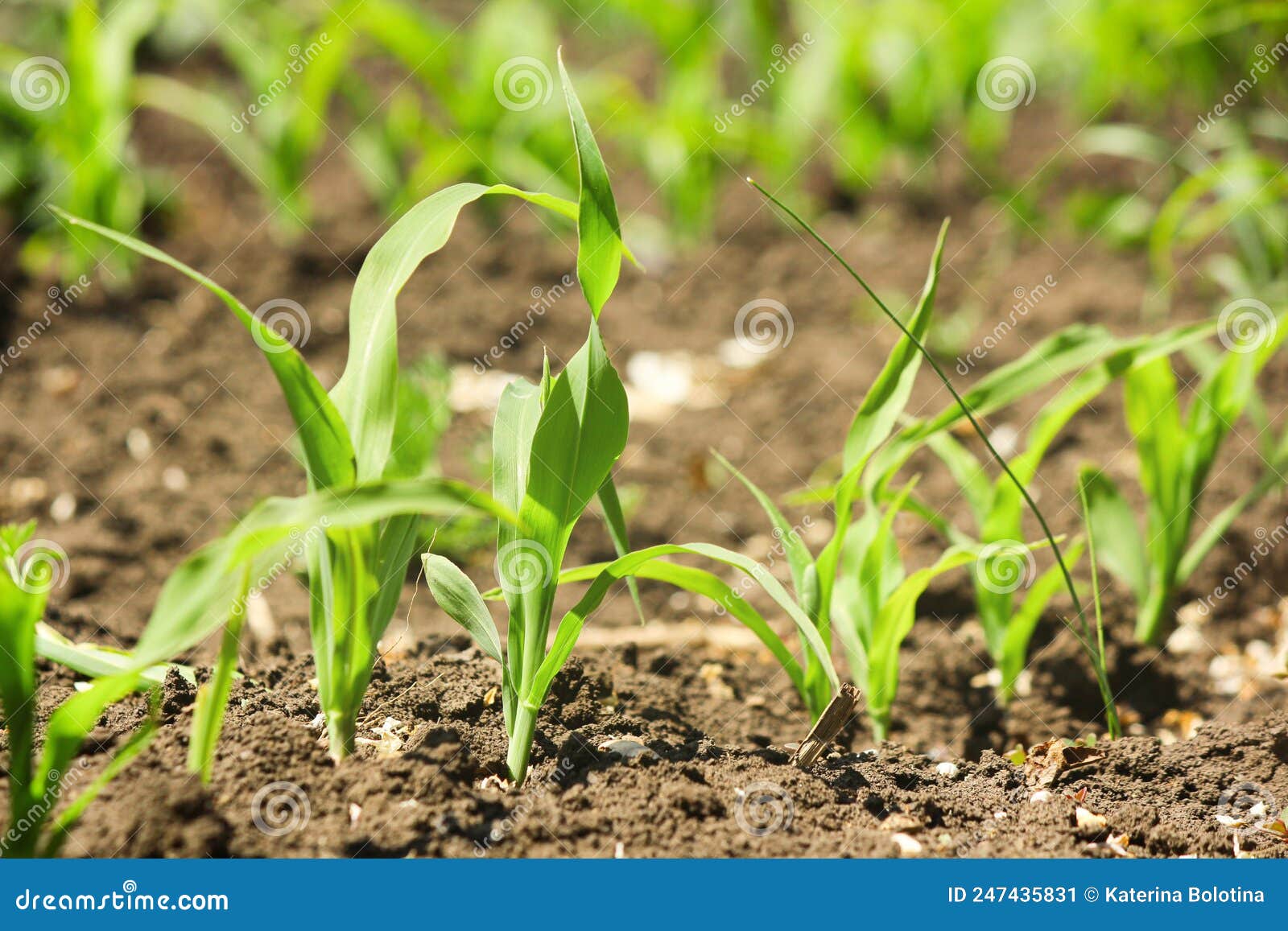Corn Sprouts in the Garden. Seeds Stock Image - Image of food, soil ...