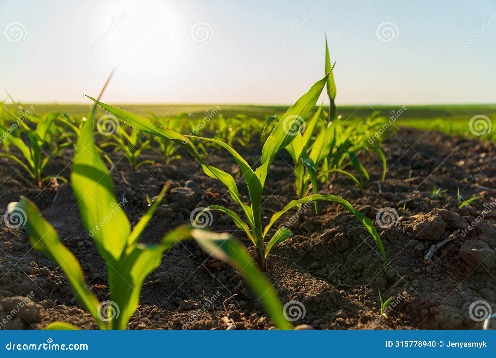 Corn Sprouts Grow in the Field. Close-up of a Corn Sprout Stock Photo ...