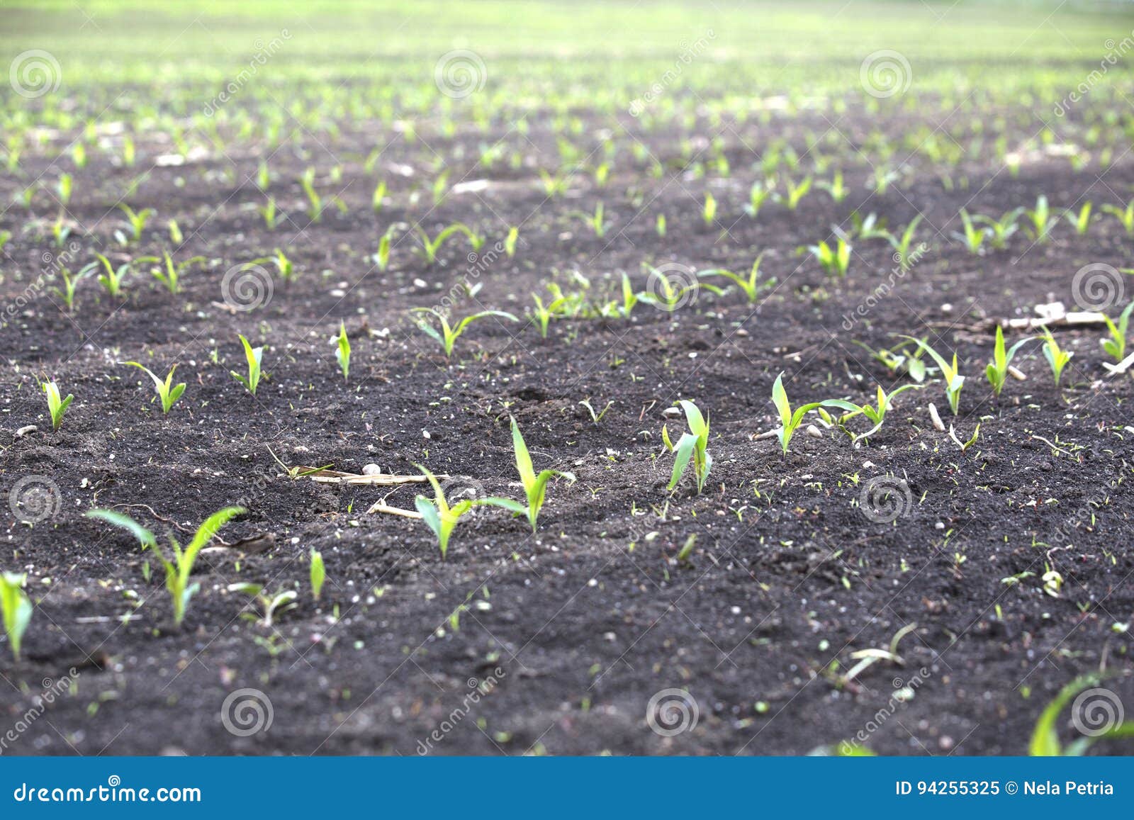 Corn sprouts stock image. Image of farm, industry, agrarian - 94255325