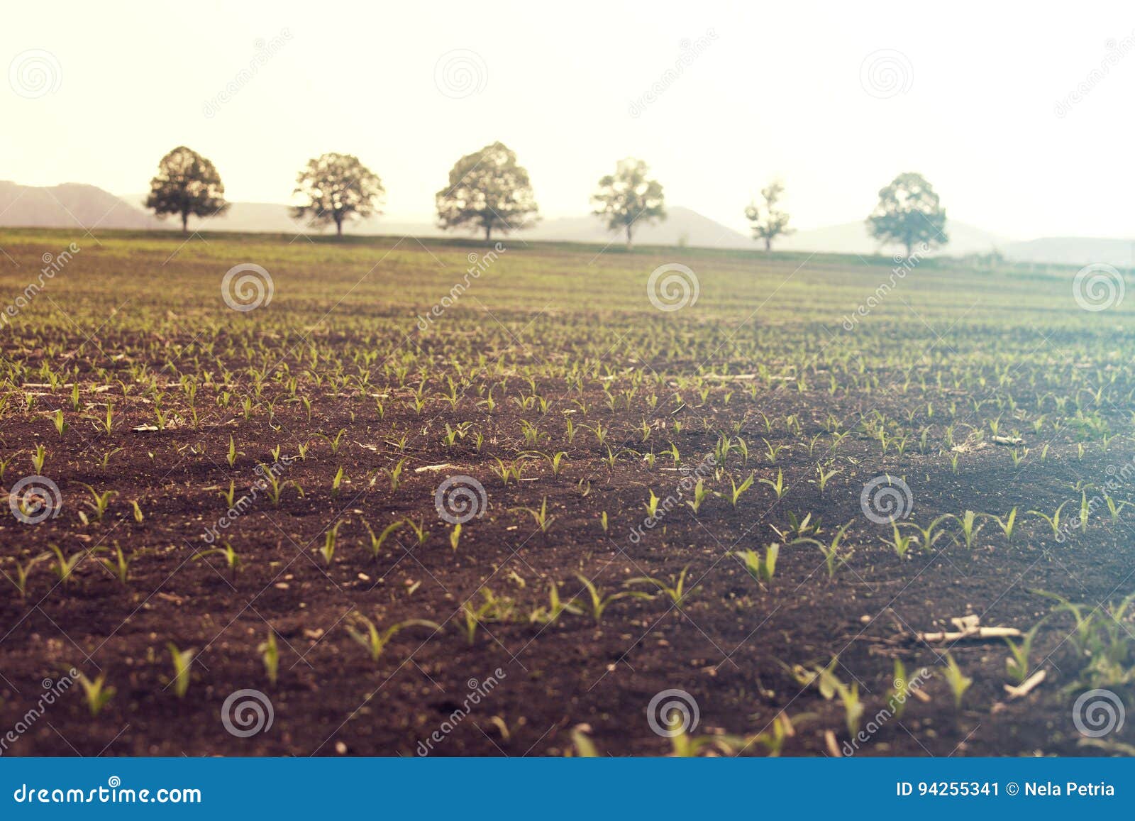 Corn sprouts stock image. Image of industry, agricultural - 94255341