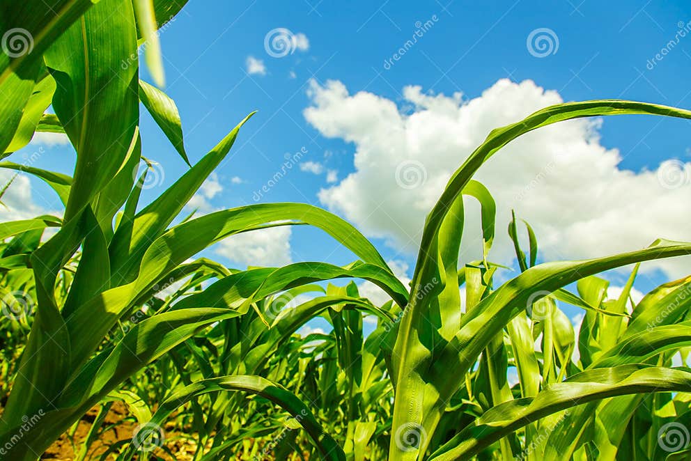 Corn Sprouts View from the Bottom Stock Image - Image of maize, plant ...