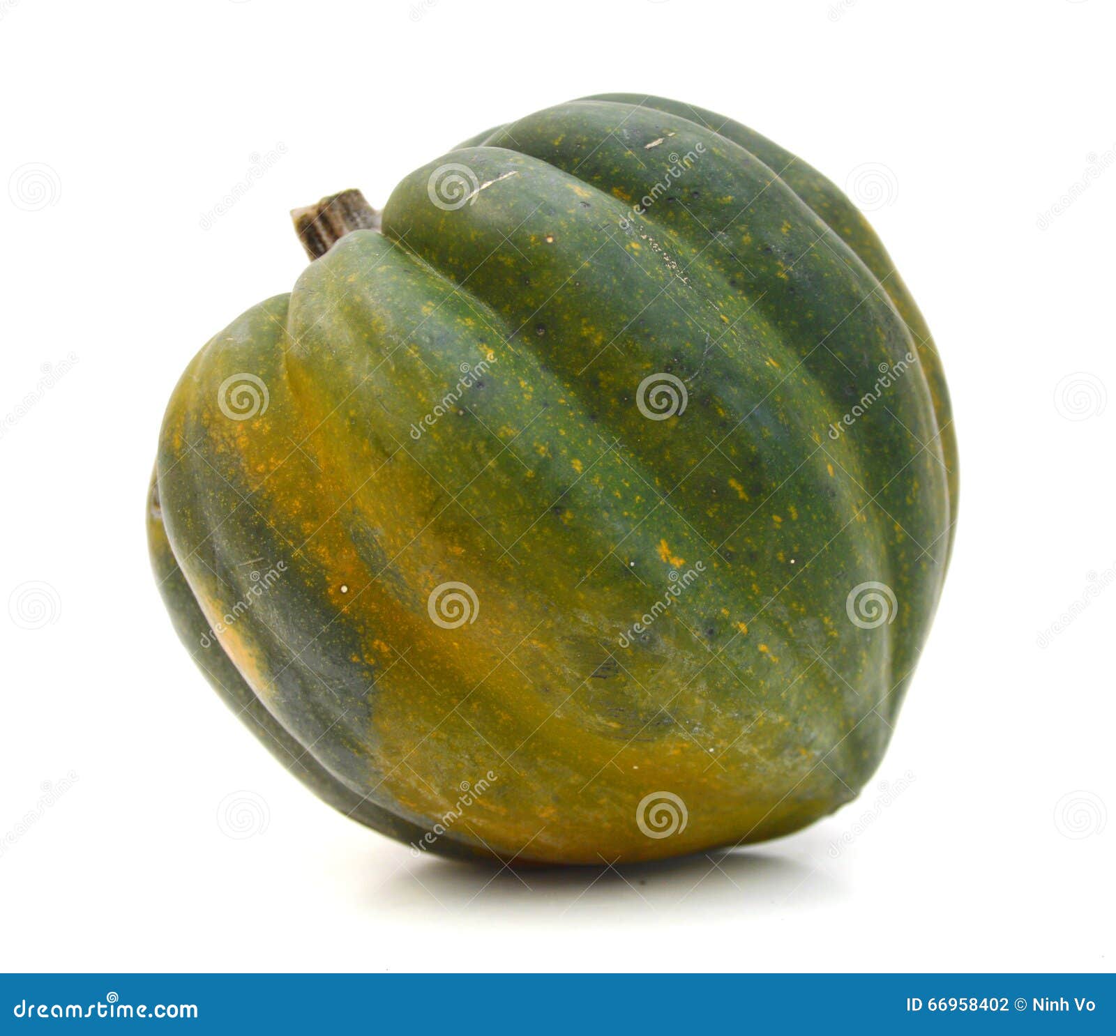 Corn squash stock photo. Image of close, farm, studio - 66958402