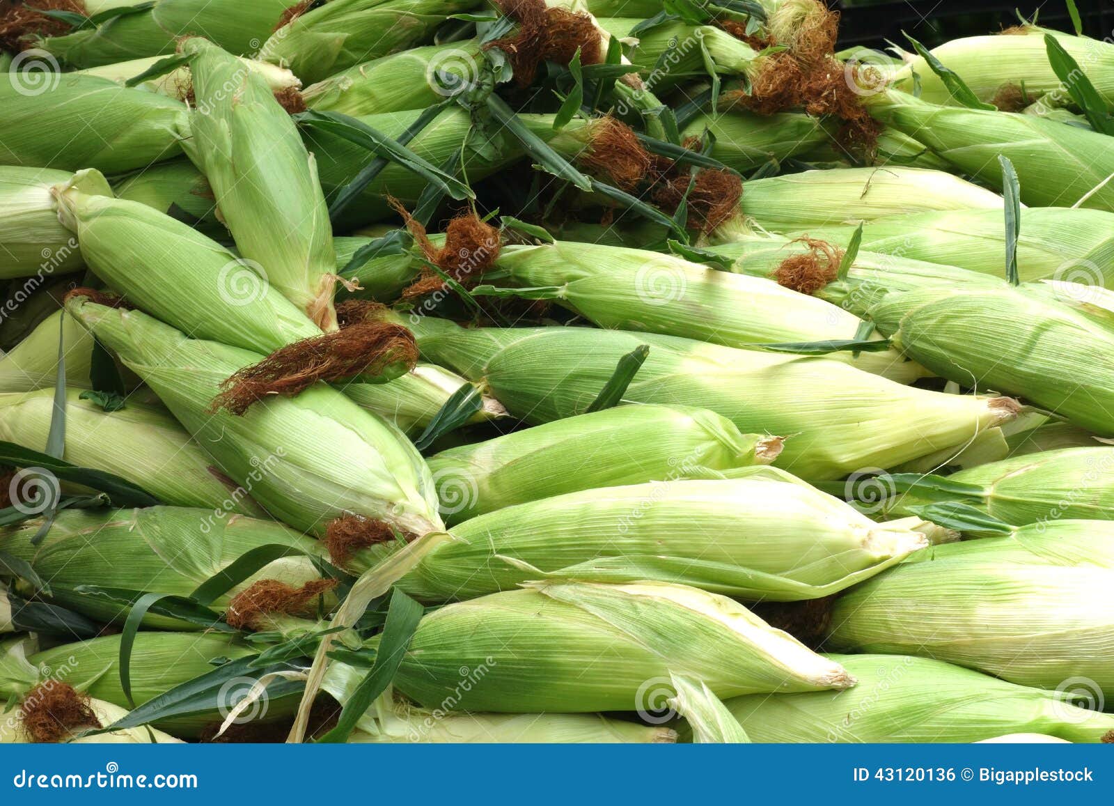 Corn stock photo. Image of stalk, vegetable, cornstalk - 43120136