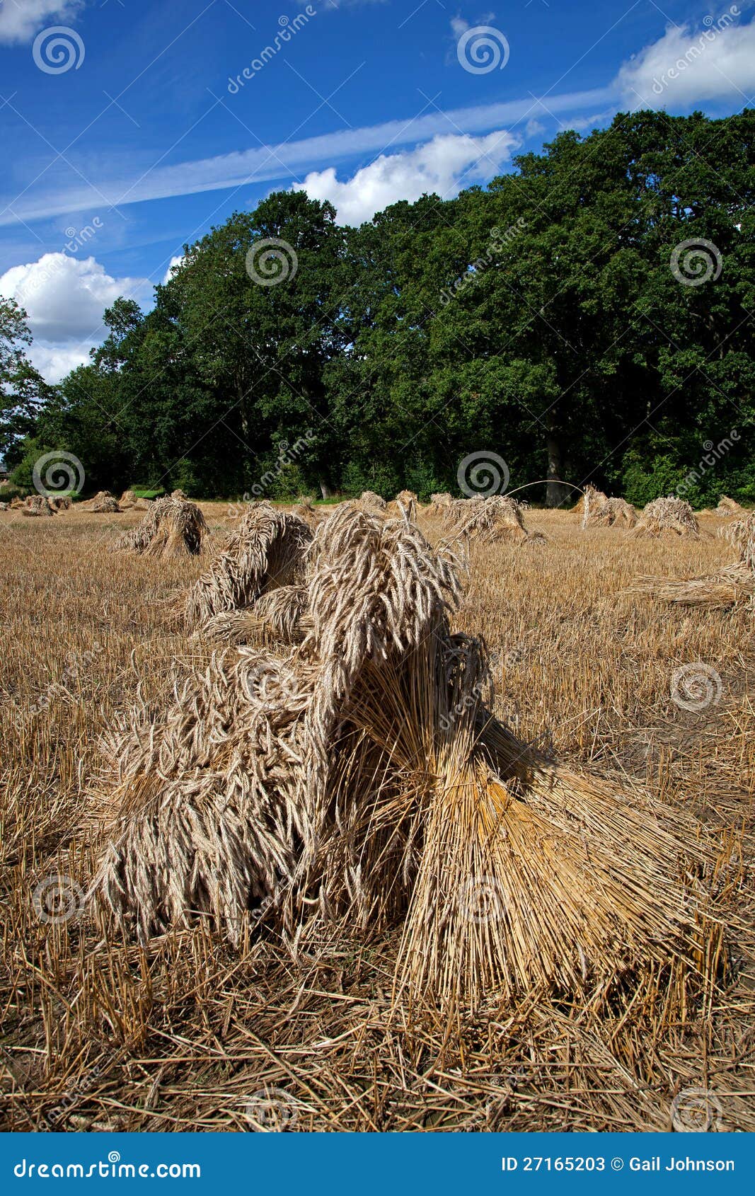 Corn Stacks stock image. Image of thatch, straw, farm - 27165203