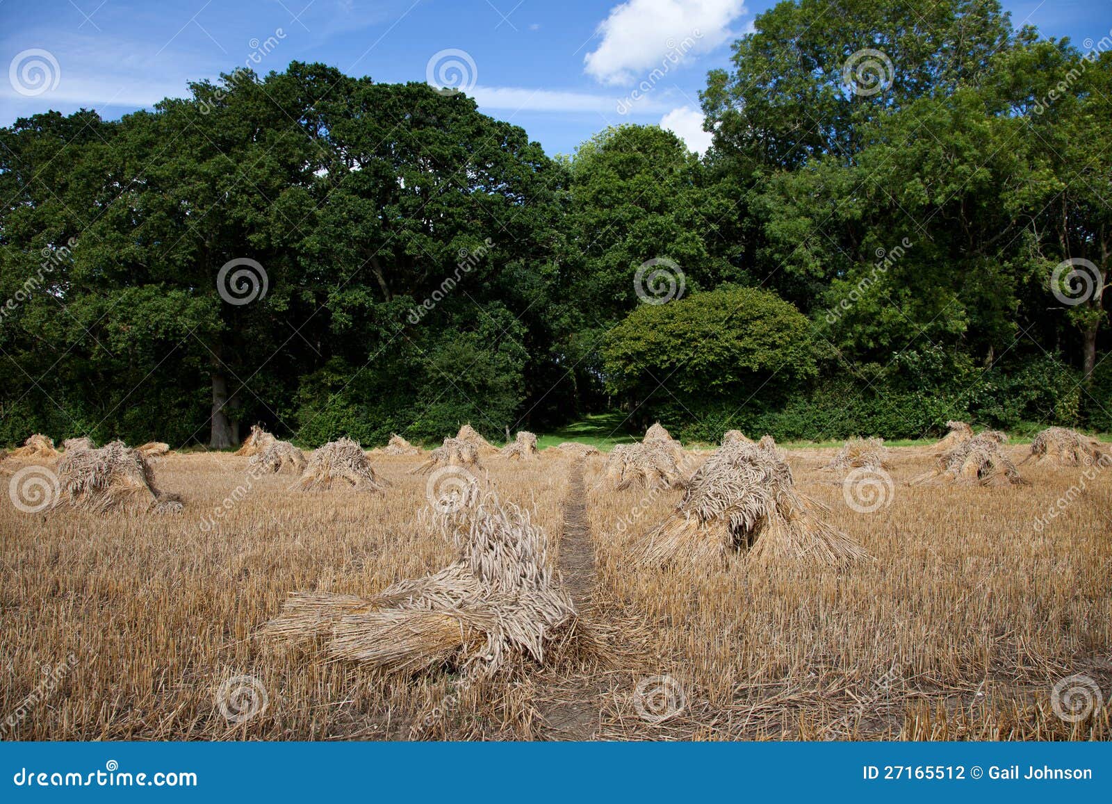Corn Stacks stock photo. Image of cornstack, farming - 27165512