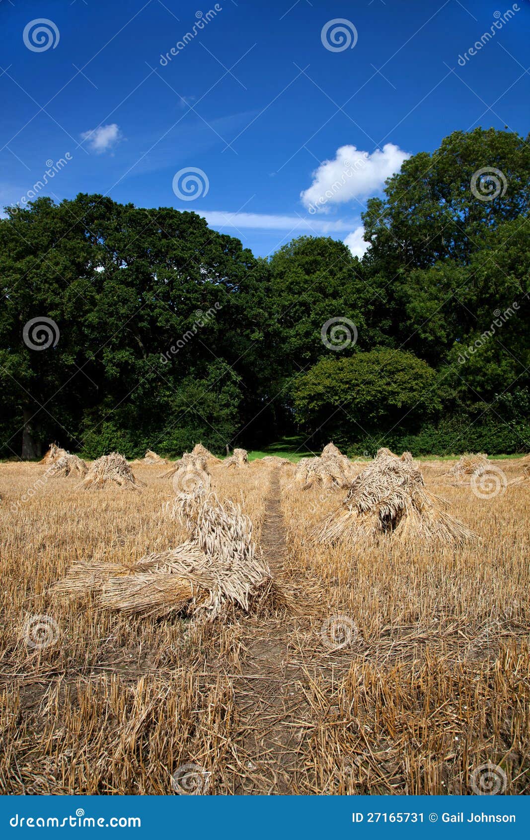 Corn Stacks stock image. Image of cornstack, corn, bundle - 27165731