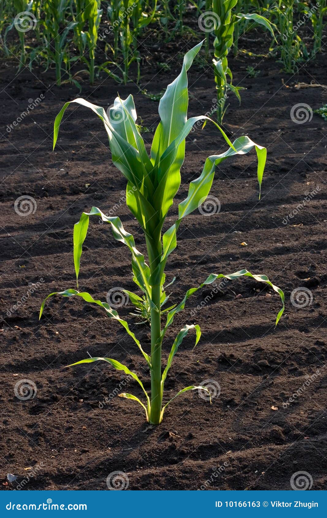 Corn Cob On Stalk In Maize Field Royalty-Free Stock Photography ...