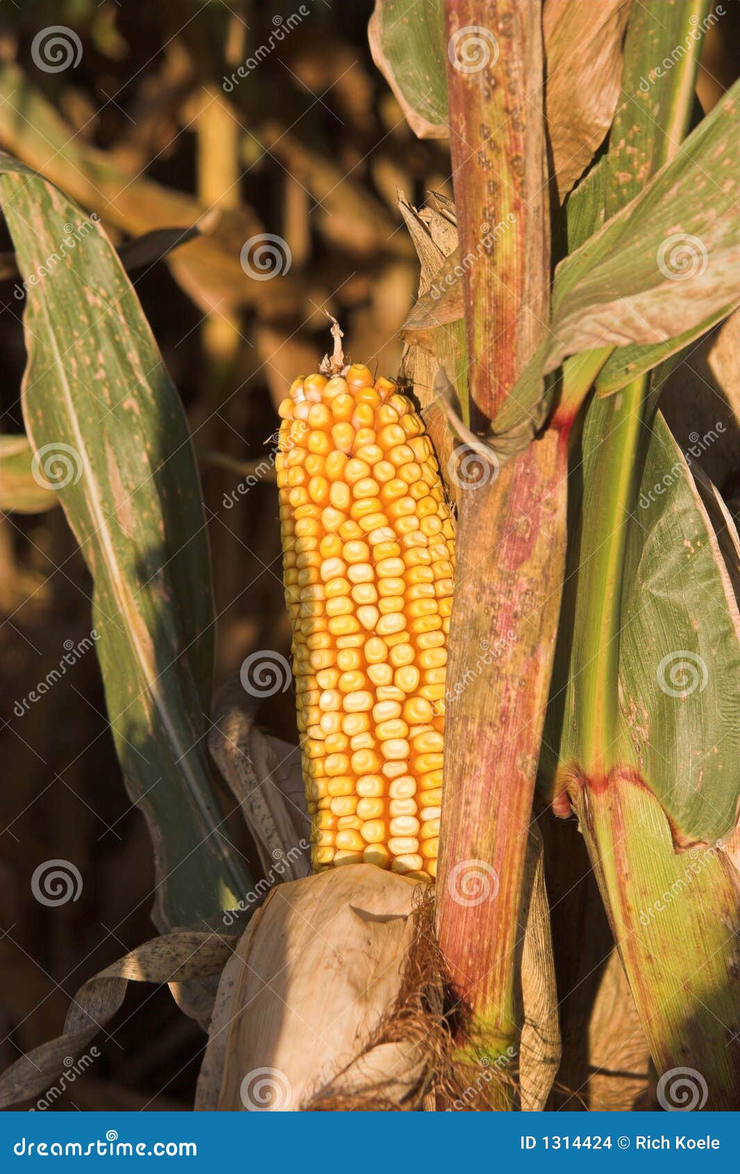 Corn on the Stalk stock photo. Image of farmer, crop, corn - 1314424