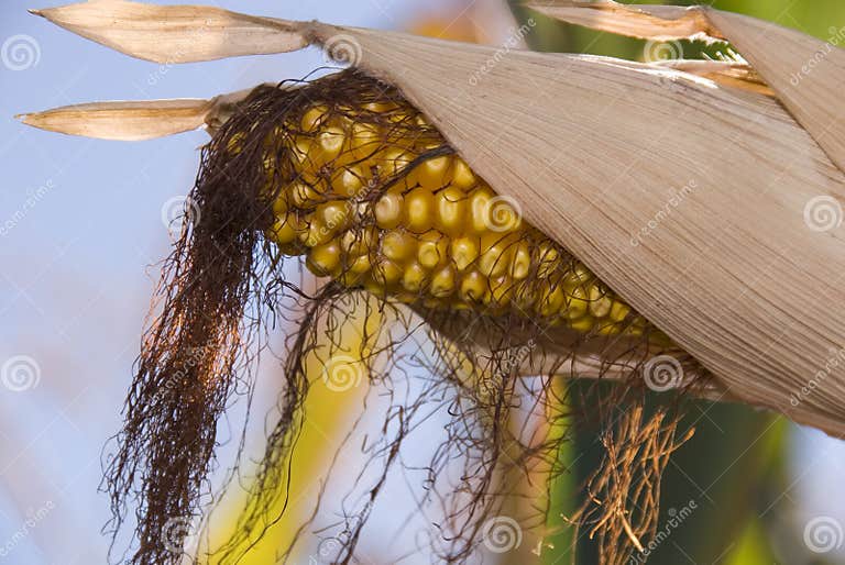 Corn on stalk stock photo. Image of tassel, field, food - 1470026