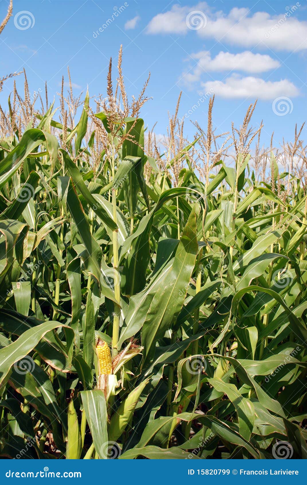 Corn on the stalk stock image. Image of country, field - 15820799