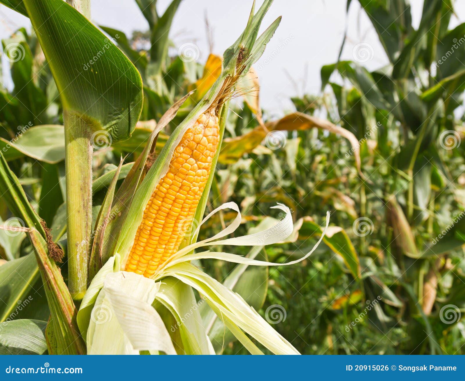 Corn on the stalk stock photo. Image of grain, ingredients - 20915026