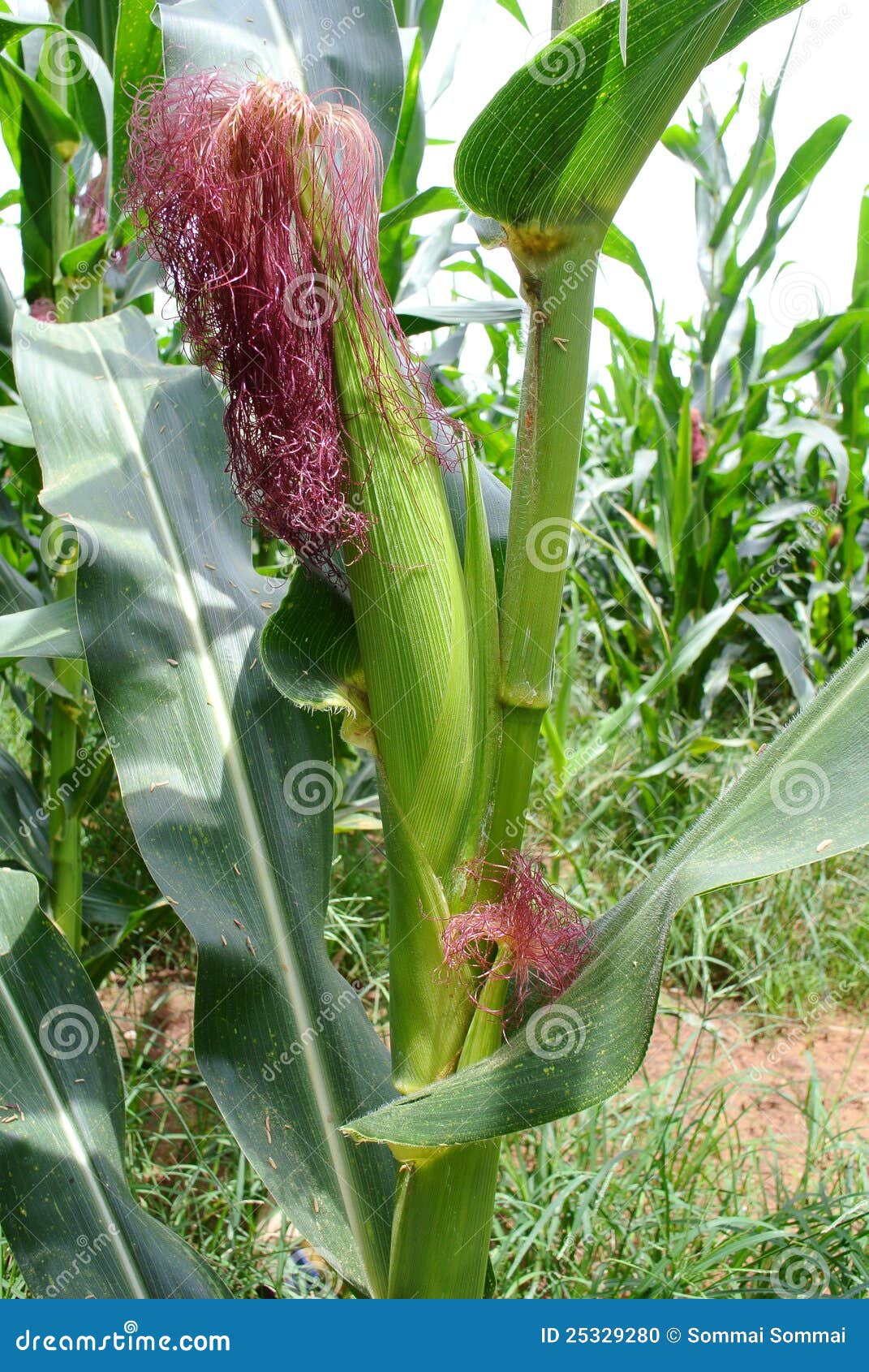 Corn on the stalk stock photo. Image of food, nutrition - 25329280