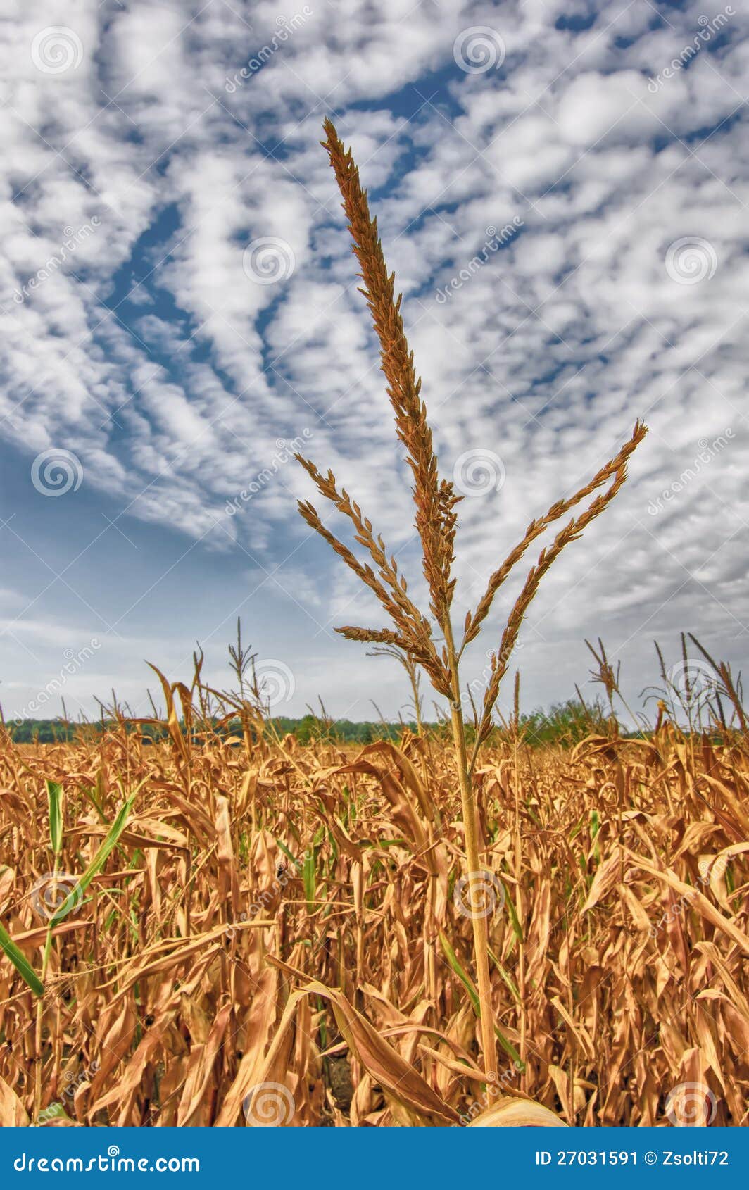 Corn-stalk stock image. Image of harvest, autumn, seed - 27031591