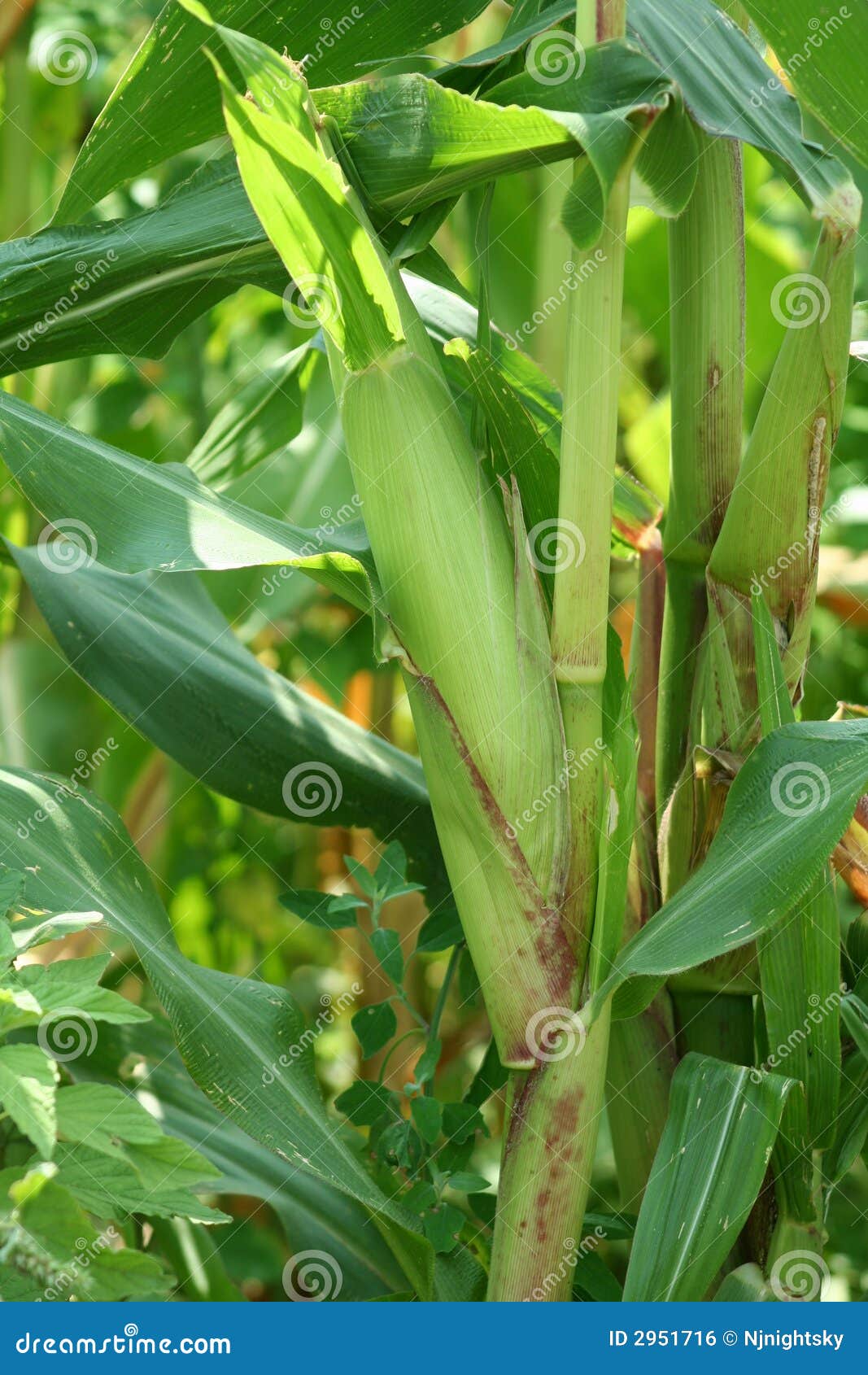 Corn on the stalk stock photo. Image of nutrition, farm - 2951716