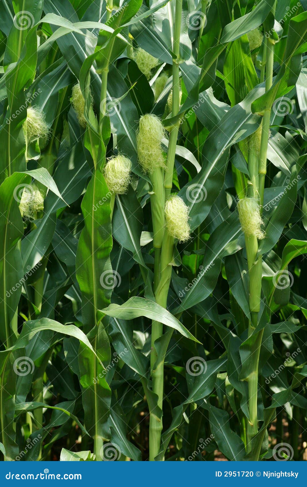 Corn on the stalk stock photo. Image of food, grain, texture - 2951720