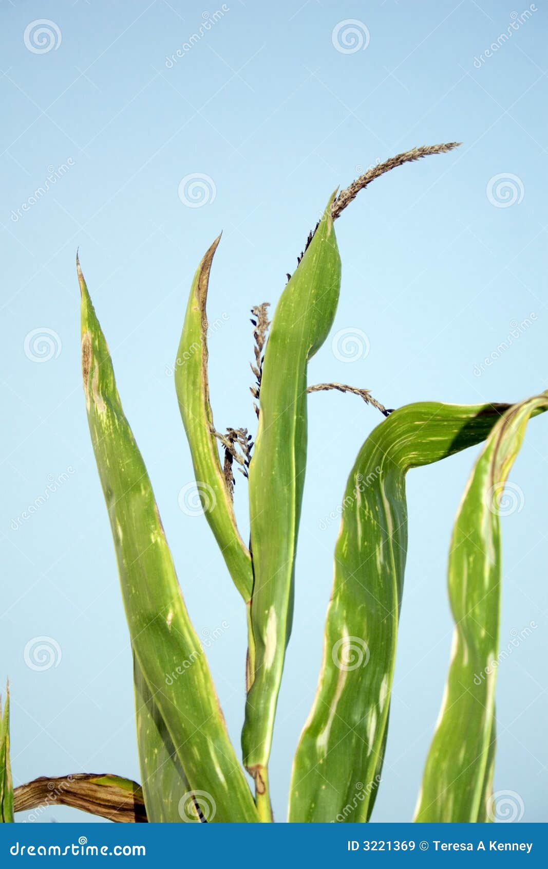 Corn Stalk Against Blue stock image. Image of feast, golden - 3221369