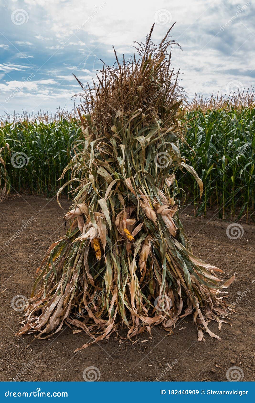 Dried Corn Stalks Bundle
