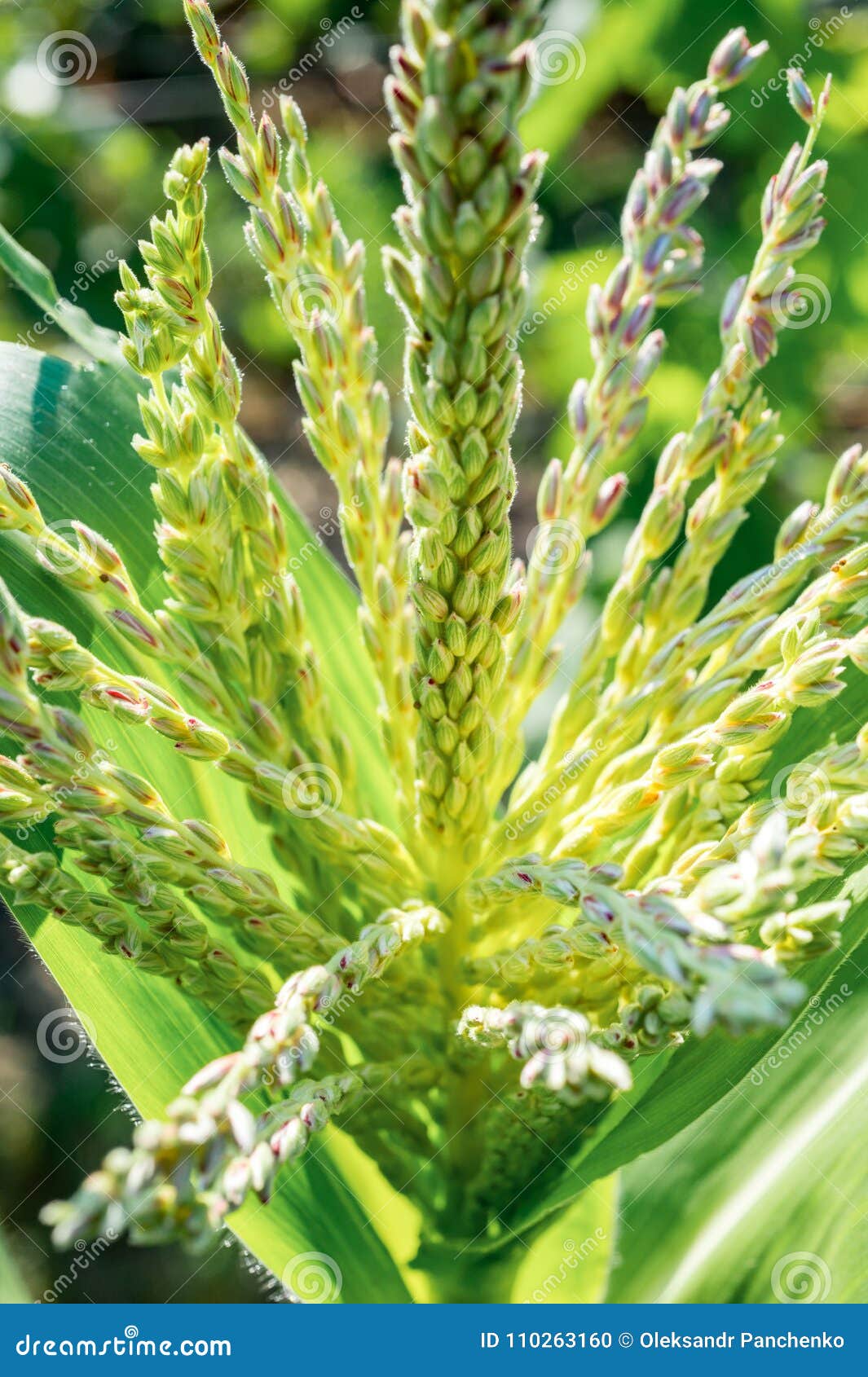 Corn stalk close-up stock photo. Image of closeup, close - 110263160