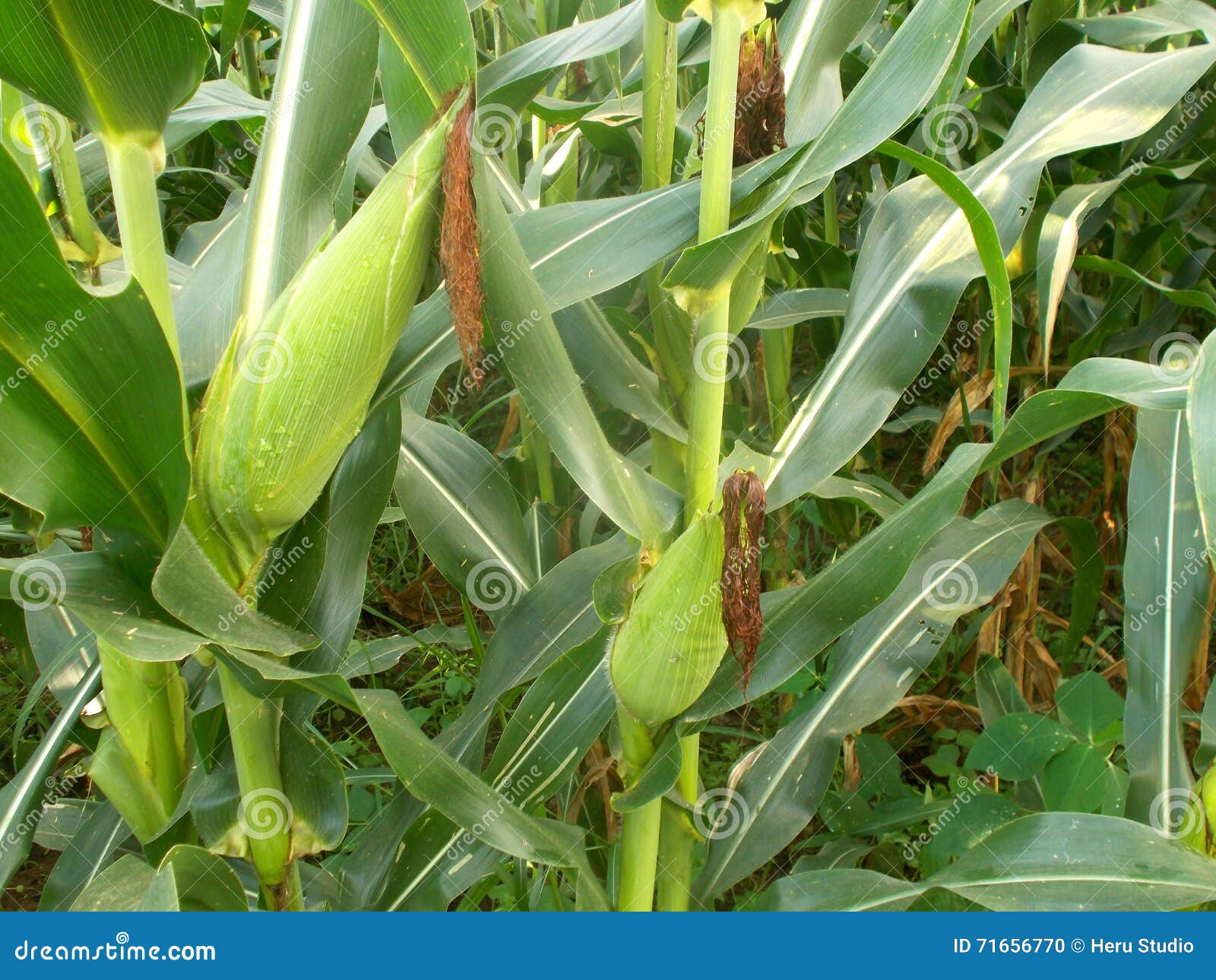 Corn on the Stalk, Corn Cob in the Corn Field Stock Photo - Image of ...