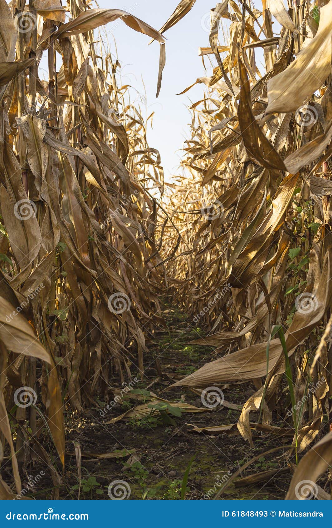 Corn on Stalk in Cultivated Maize Field Ready To Harvest. Stock Image ...