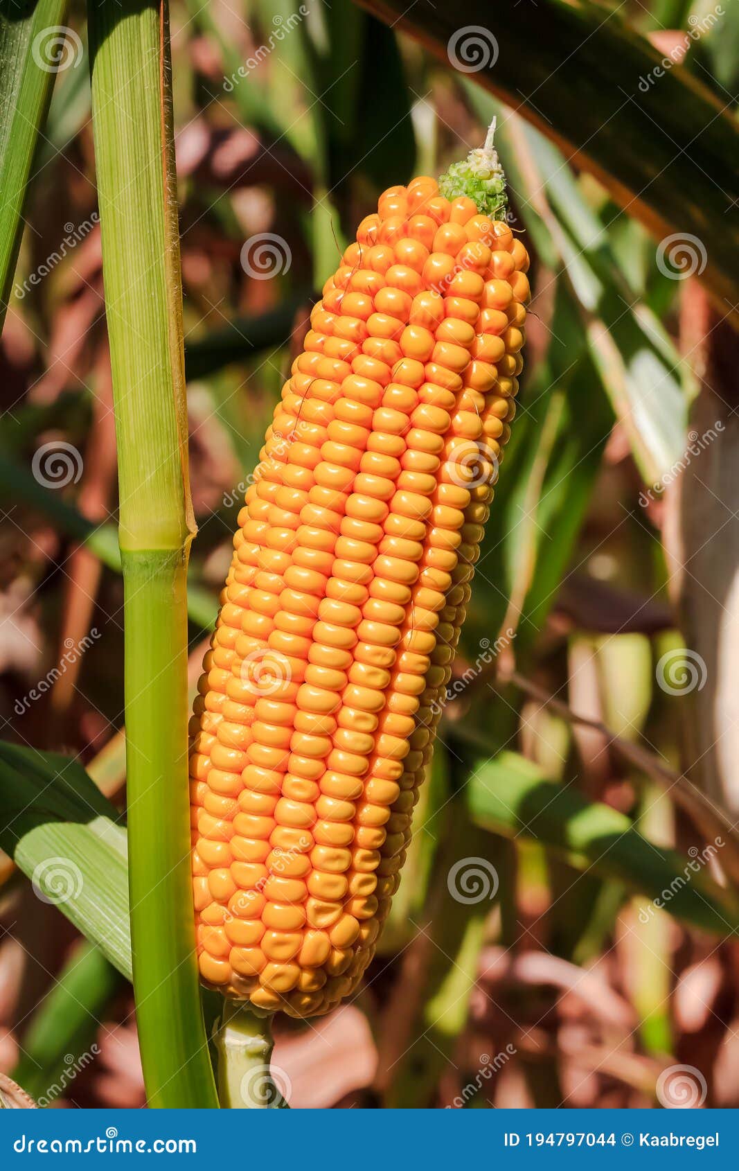 Corn on the Stalk. Ear of Yellow Corn on the Stalk Stock Photo - Image ...