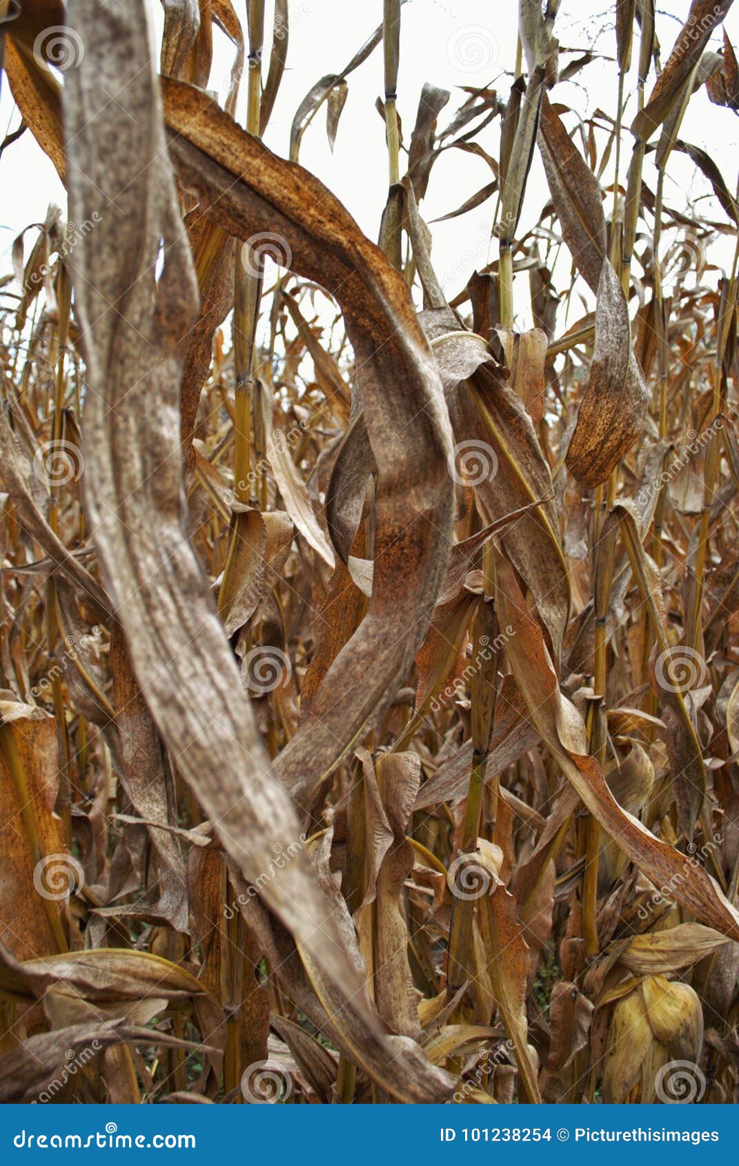 Corn stalk stock photo. Image of crop, stalk, cornfield - 101238254