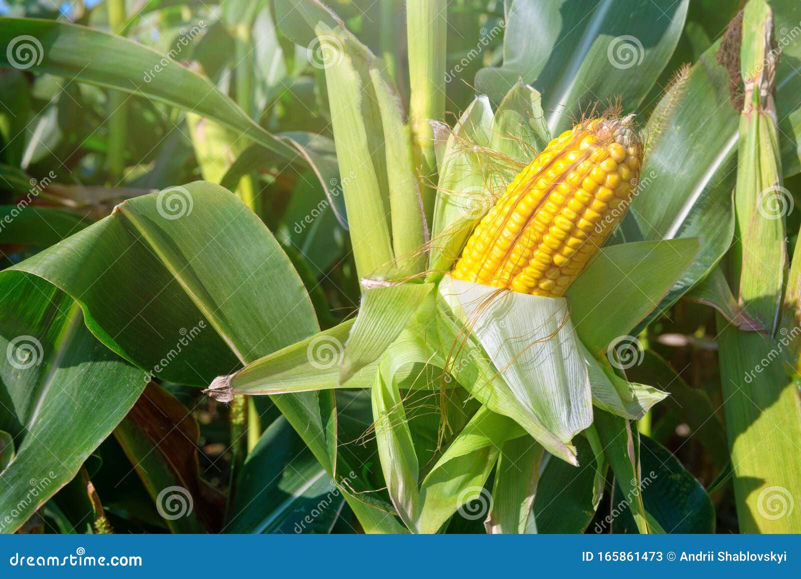 Corn on the Stalk in the Corn Field Stock Image - Image of fresh ...