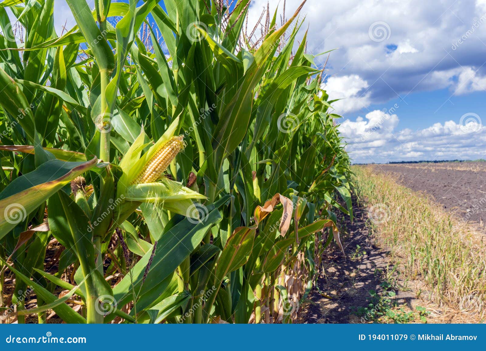 Corn on the Stalk in the Field. Close Up Stock Image - Image of fresh ...