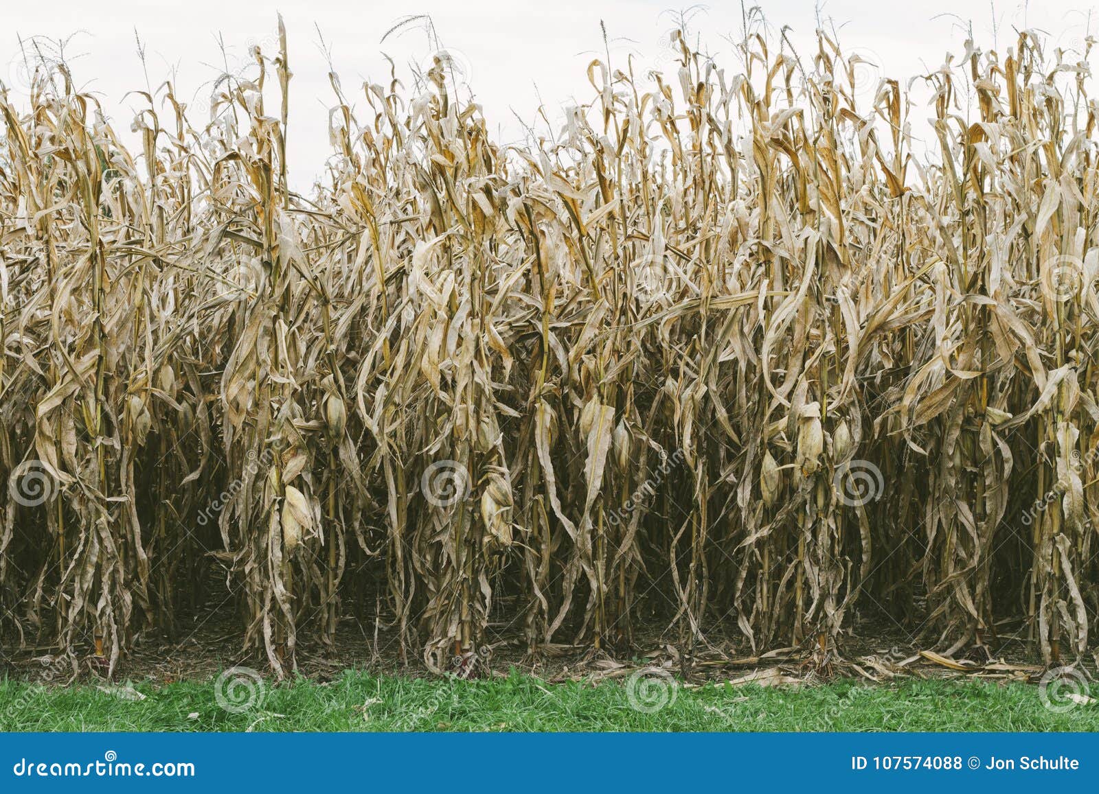 Corn Stalk Field stock photo. Image of nature, plant - 107574088
