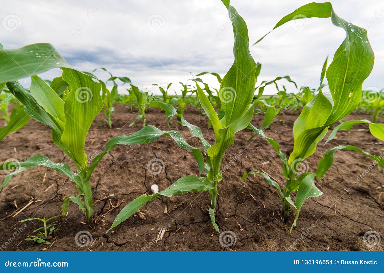 Corn on stalk in field stock photo. Image of growth - 136196654