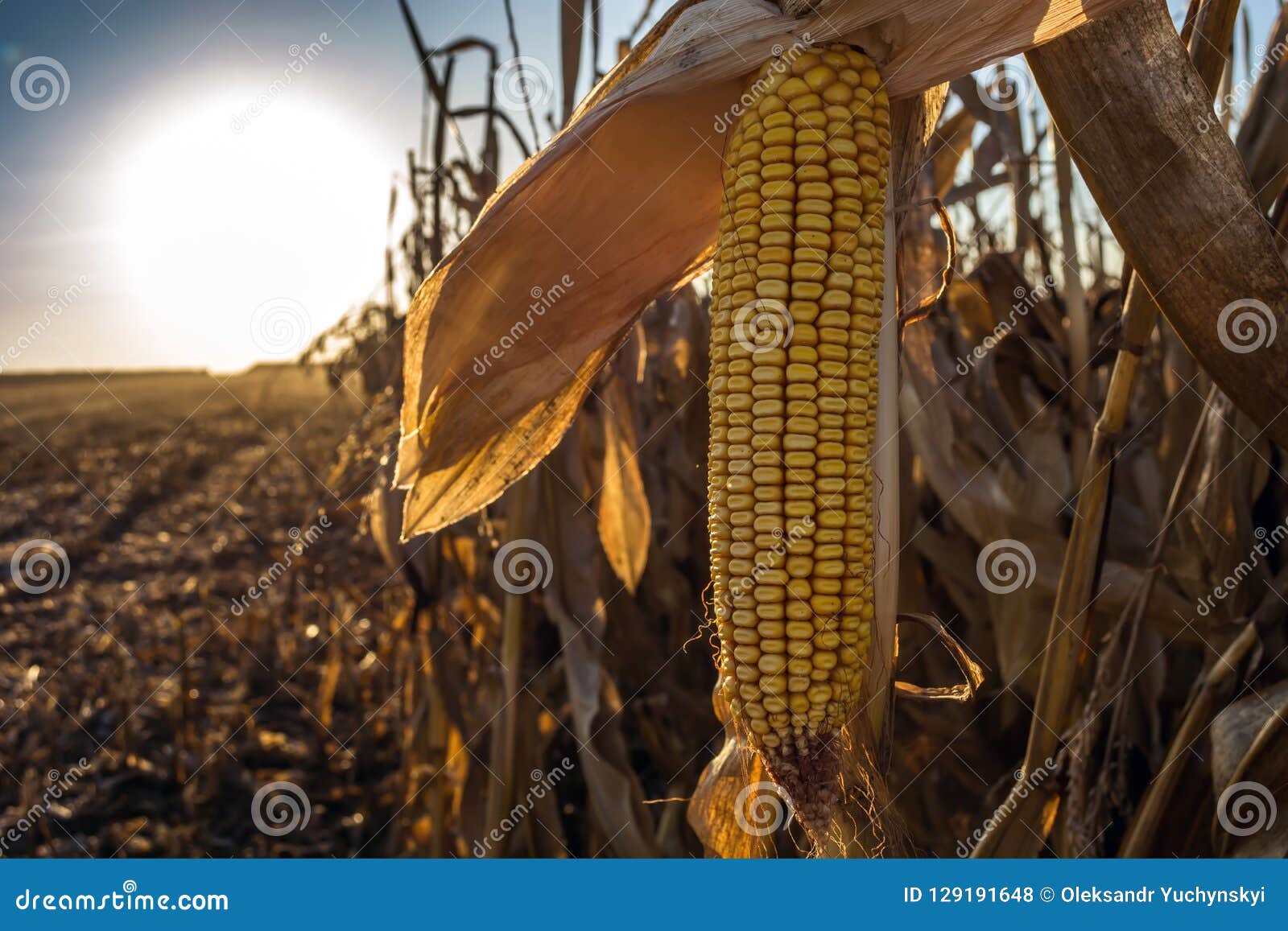 Corn Stalk Full Grain on the Background of the Sun at Sunset Stock ...