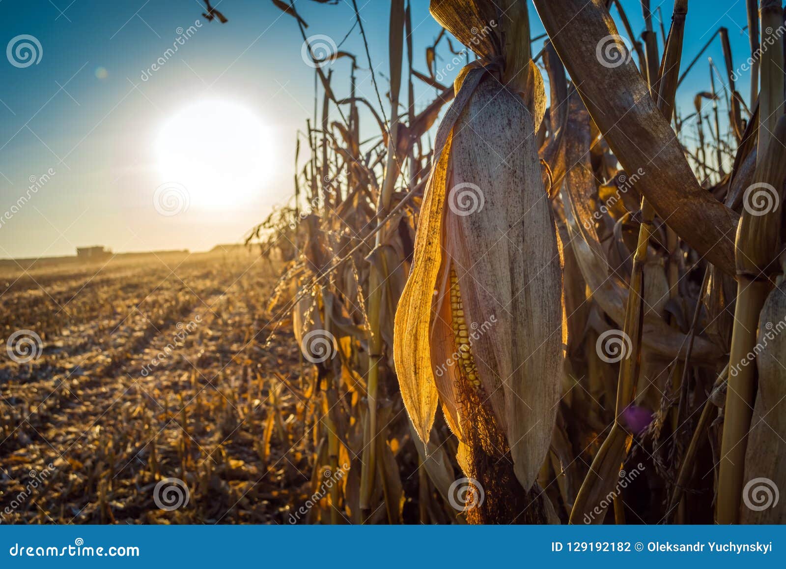 Corn Stalk Full Grain on the Background of the Sun at Sunset Stock ...