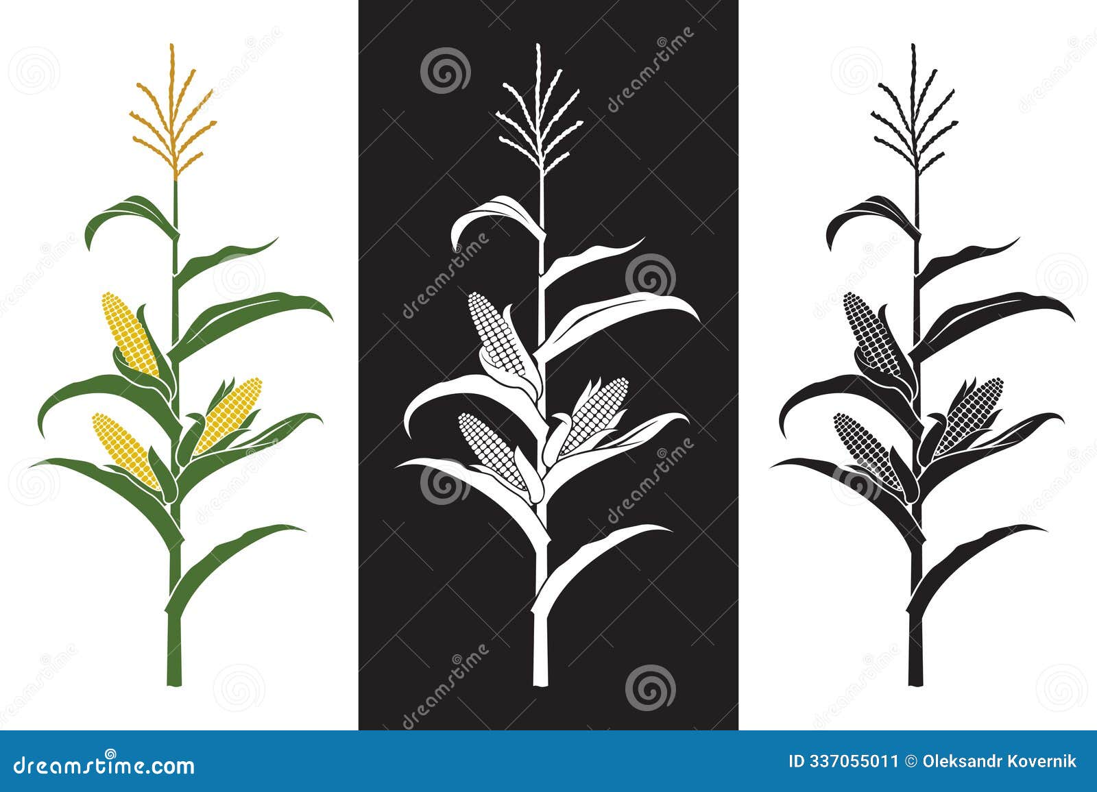 Corn Stalk Logo. Isolated Corn Stalk On White Background Cartoon Vector ...