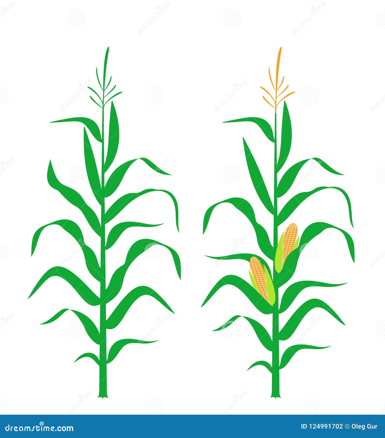 Corn Stalk. Isolated Corn On White Background Cartoon Vector ...