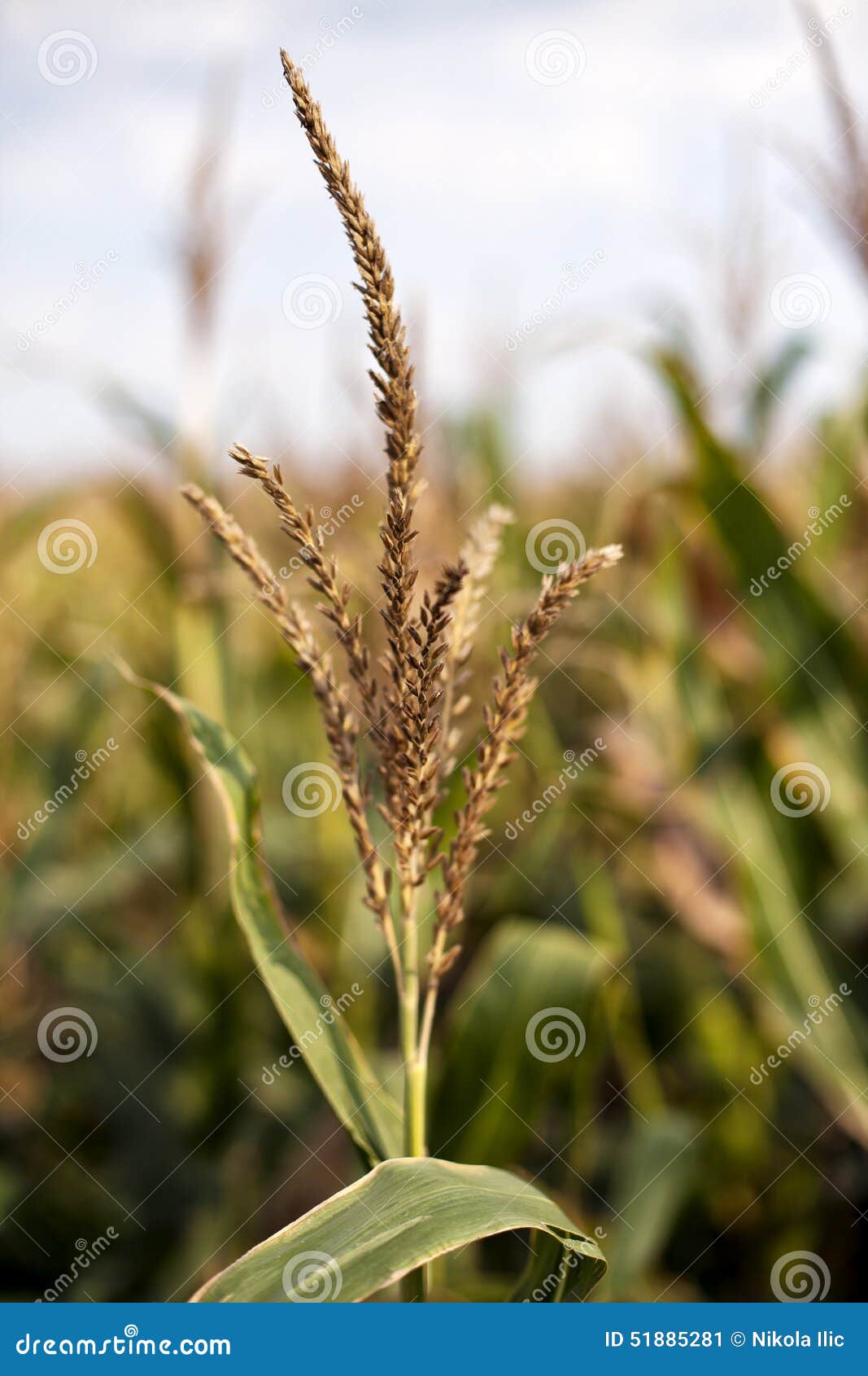 Corn stalk stock image. Image of crop, farm, green, cornfield - 51885281