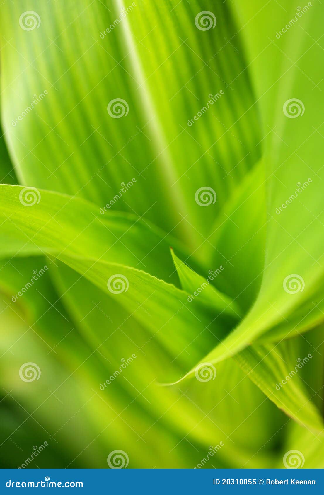 Corn Cob On A Stalk Close-up. Close-up Of A Corn Field. Overgrown Corn ...