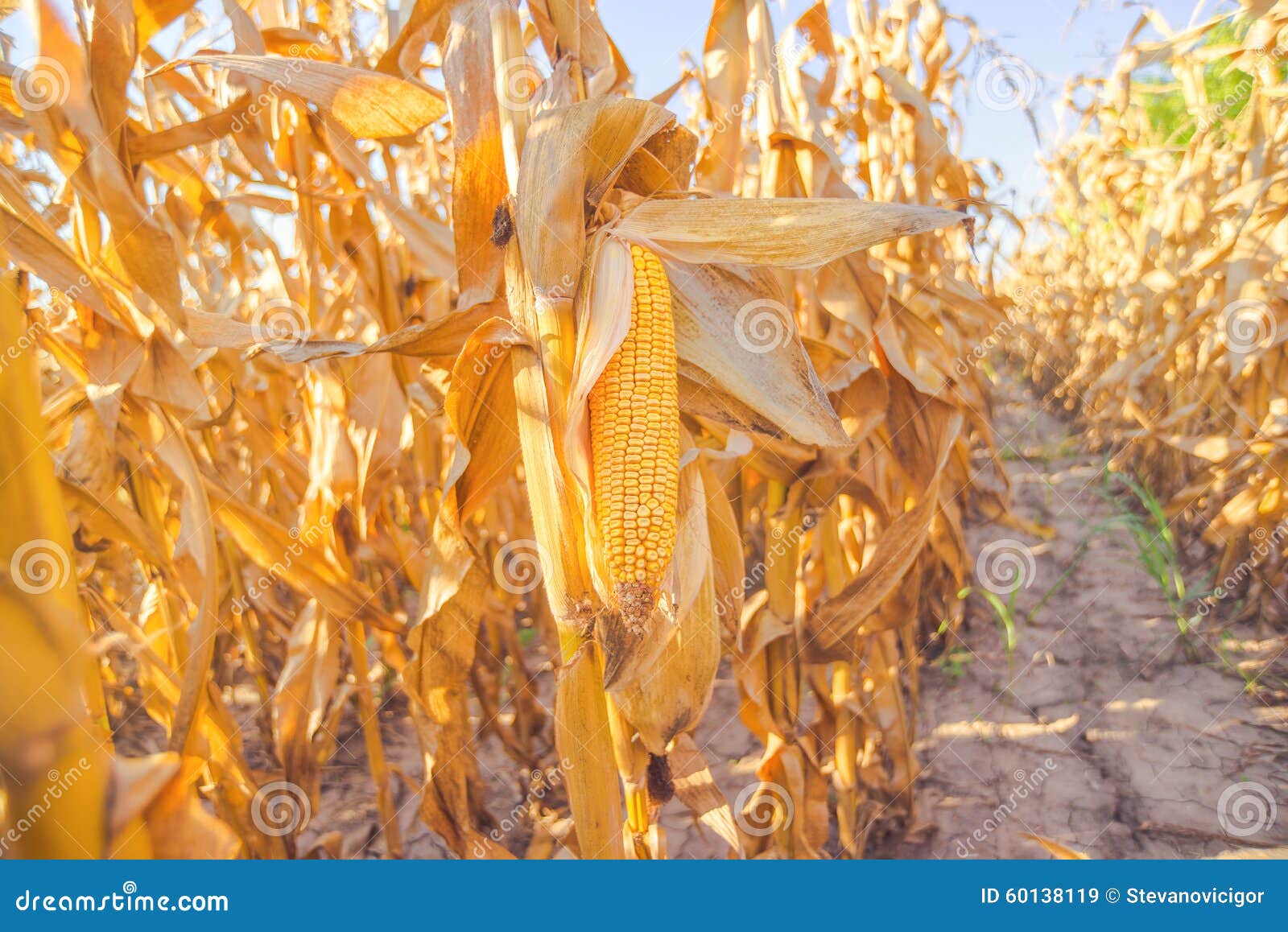 Corn on Stalk in Maize Field Stock Image - Image of cultivation ...