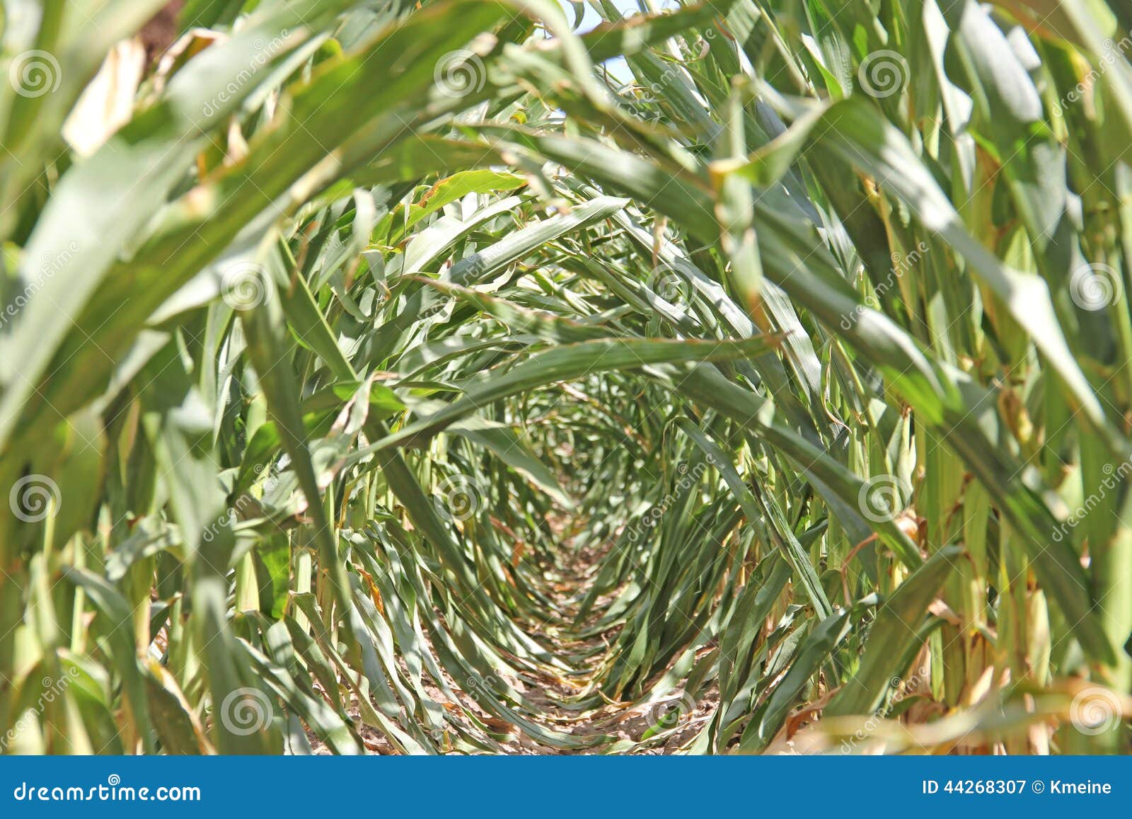 Corn Cob On A Stalk Close-up. Close-up Of A Corn Field. Overgrown Corn ...