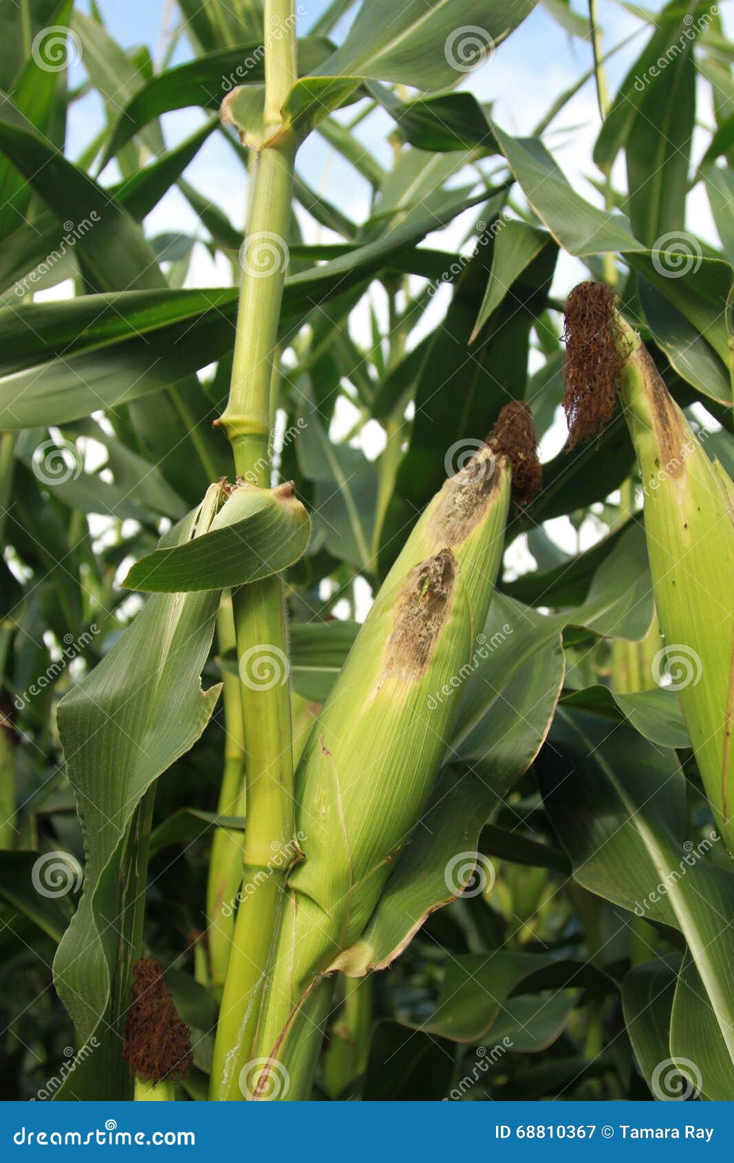 Corn Stalk Up Close stock image. Image of nature, green - 68810367