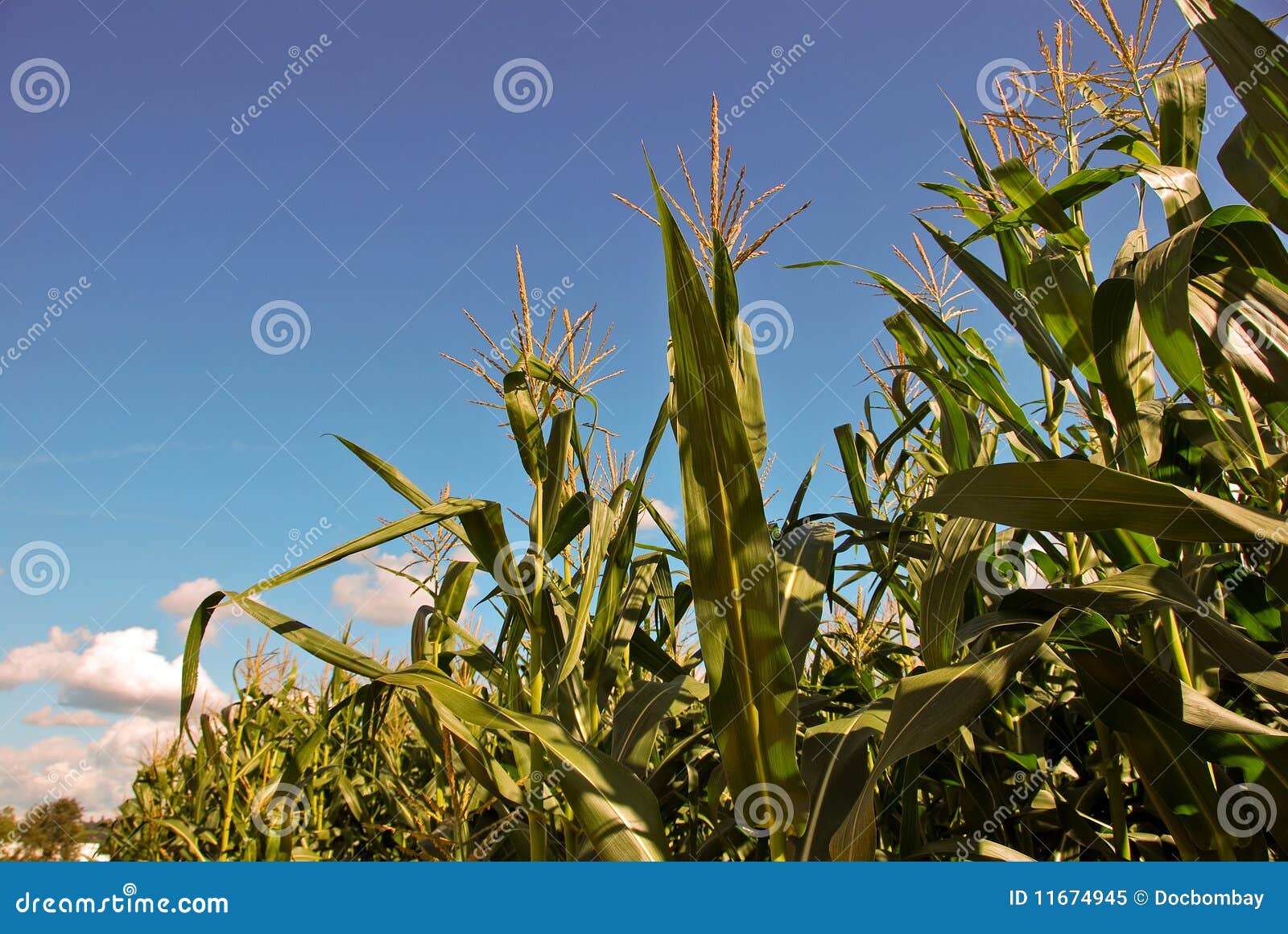 Corn Stalks stock image. Image of farm, agriculture, crop - 11674945