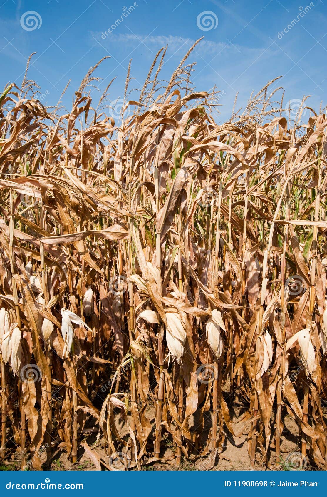 Corn stalks stock photo. Image of corn, grass, agriculture - 11900698
