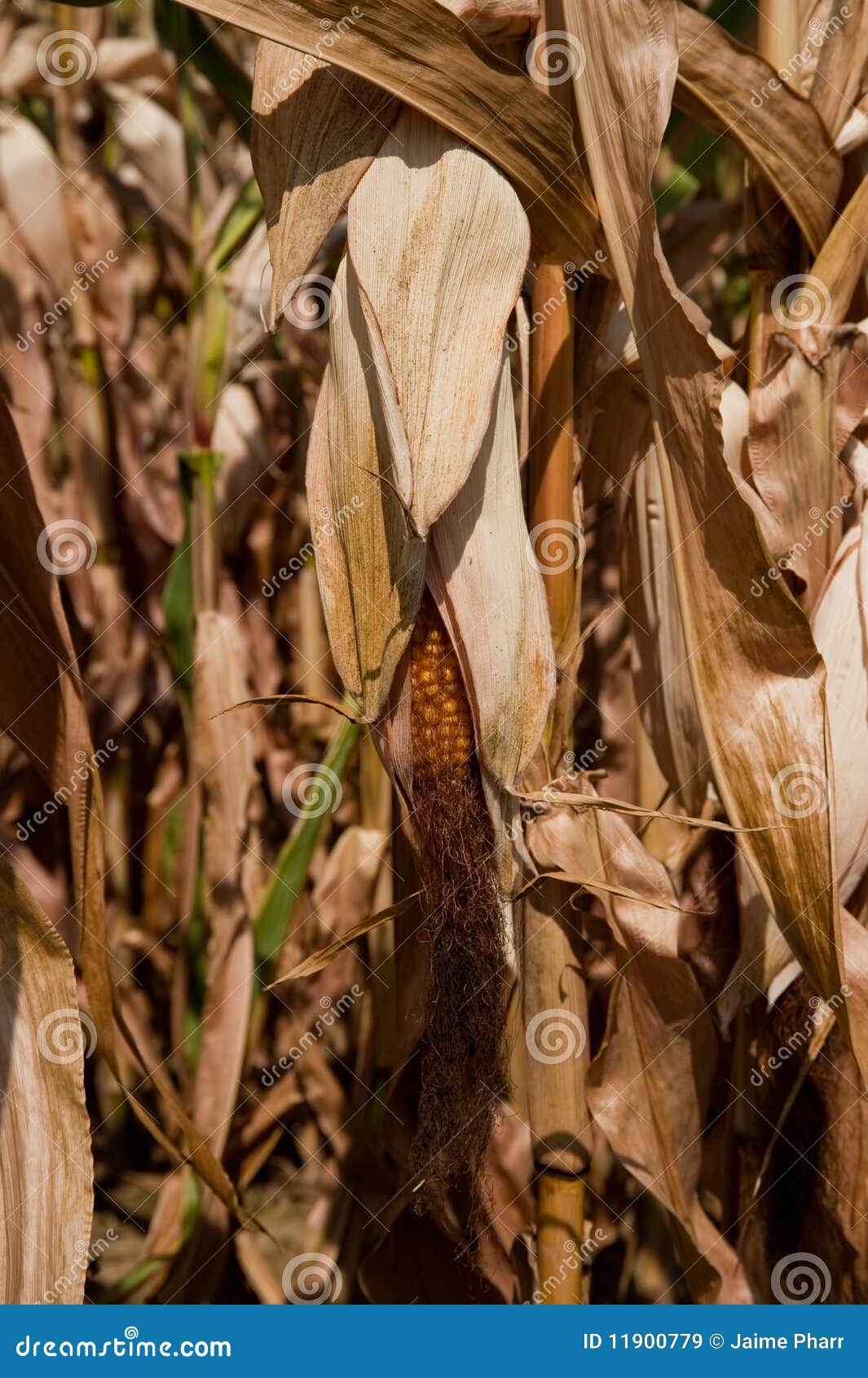Corn stalks stock image. Image of farm, stalk, plant - 11900779
