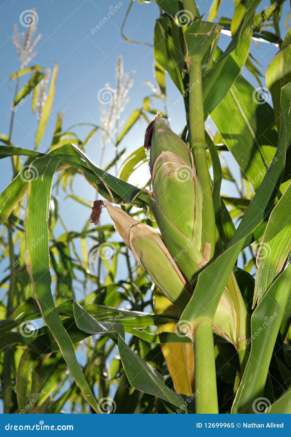 Corn stalks stock image. Image of growth, ripe, maize - 12699965