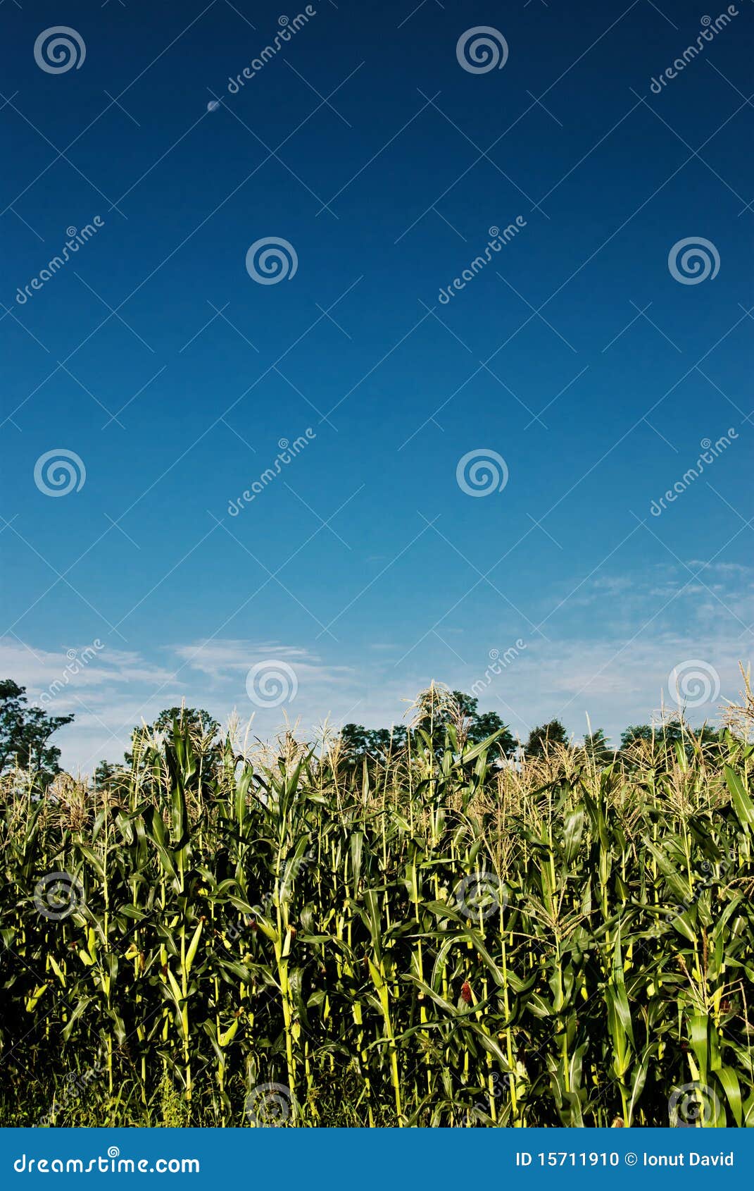 Corn Stalks stock photo. Image of crops, corn, food, blue - 15711910