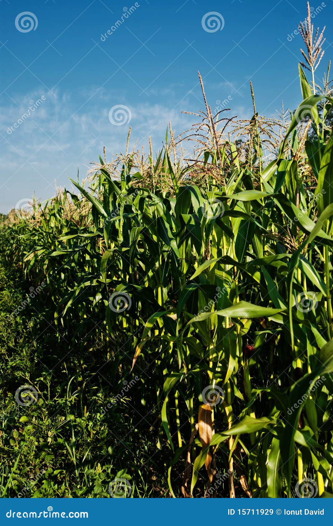 Corn Stalks stock image. Image of country, dusk, farm - 15711929
