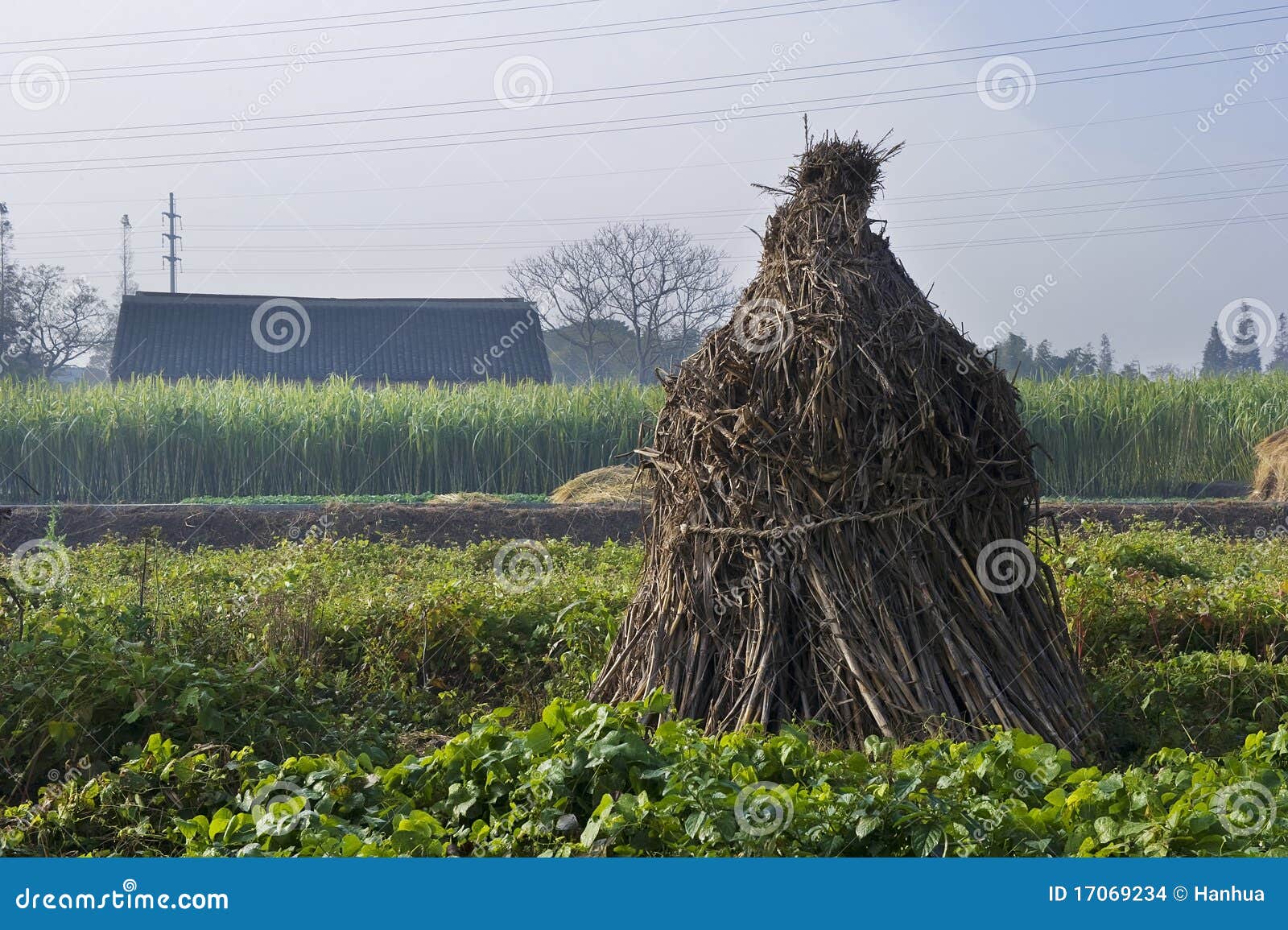 Corn stalks stock photo. Image of fruit, healthy, chongming - 17069234