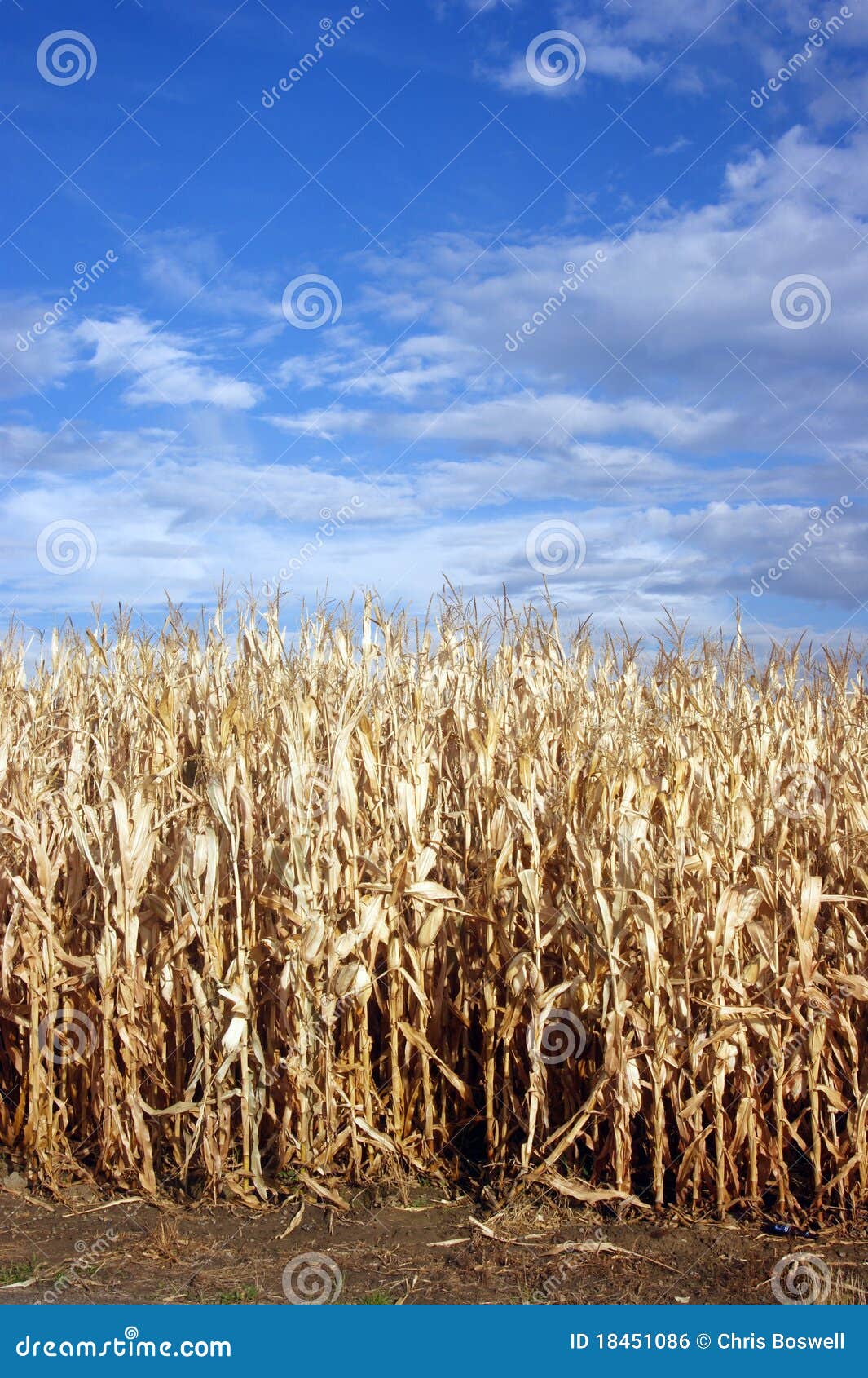Dried Out Corn Stalks Farmer Field Vertical Stock Photo - Image of ...