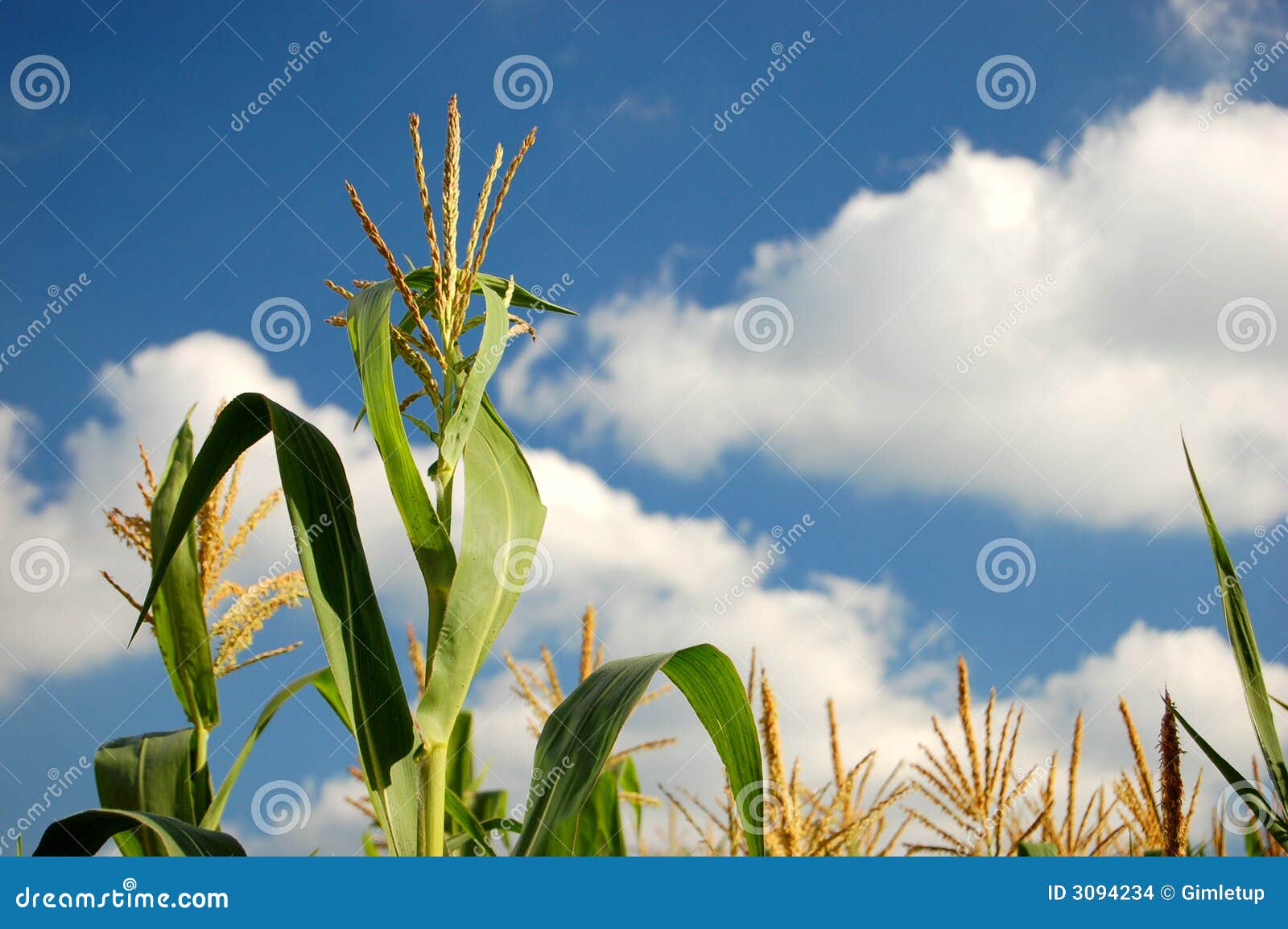 Corn Stalks stock photo. Image of autumn, environment - 3094234