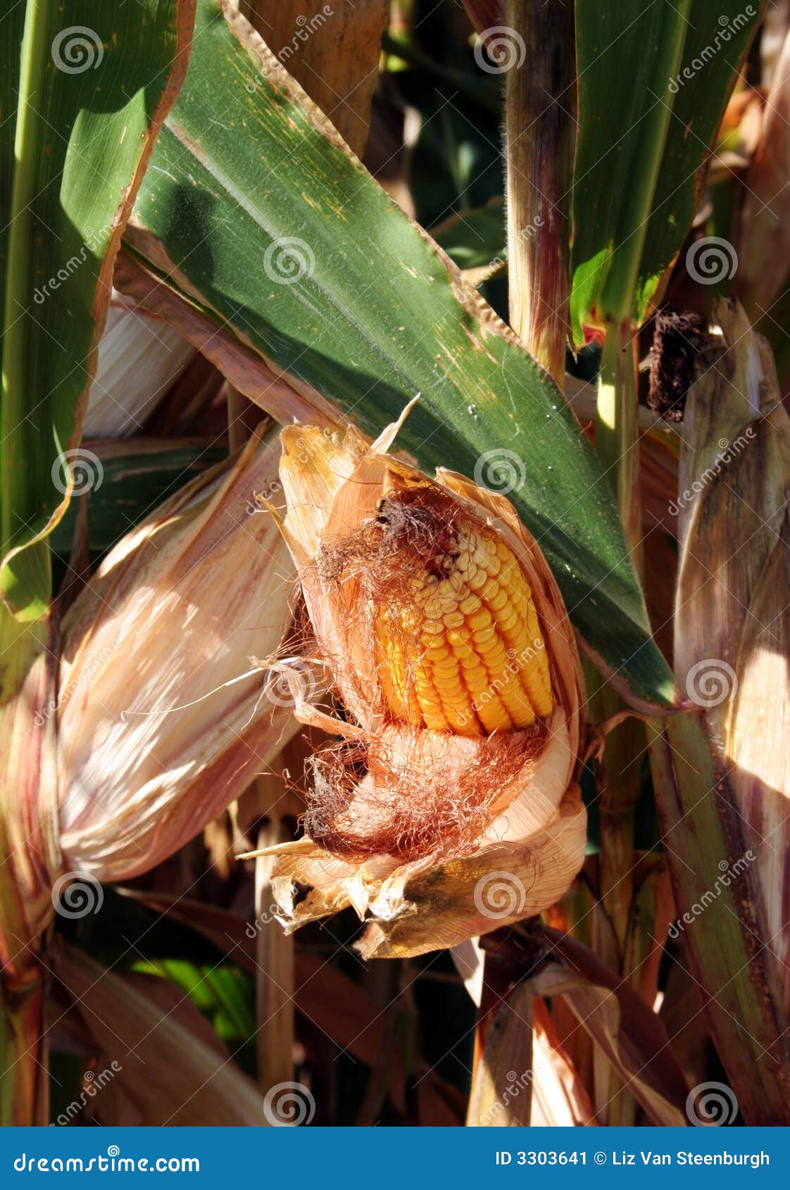 Corn Stalks stock image. Image of farm, produce, stalk - 3303641